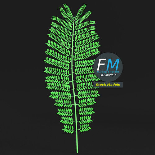 Even pinnately double compound leaf 3D model | CGTrader
