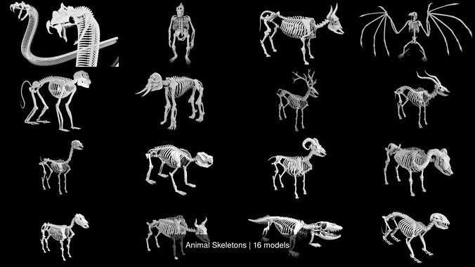 3D Model Collection Animal Skeletons VR / AR / low-poly | CGTrader