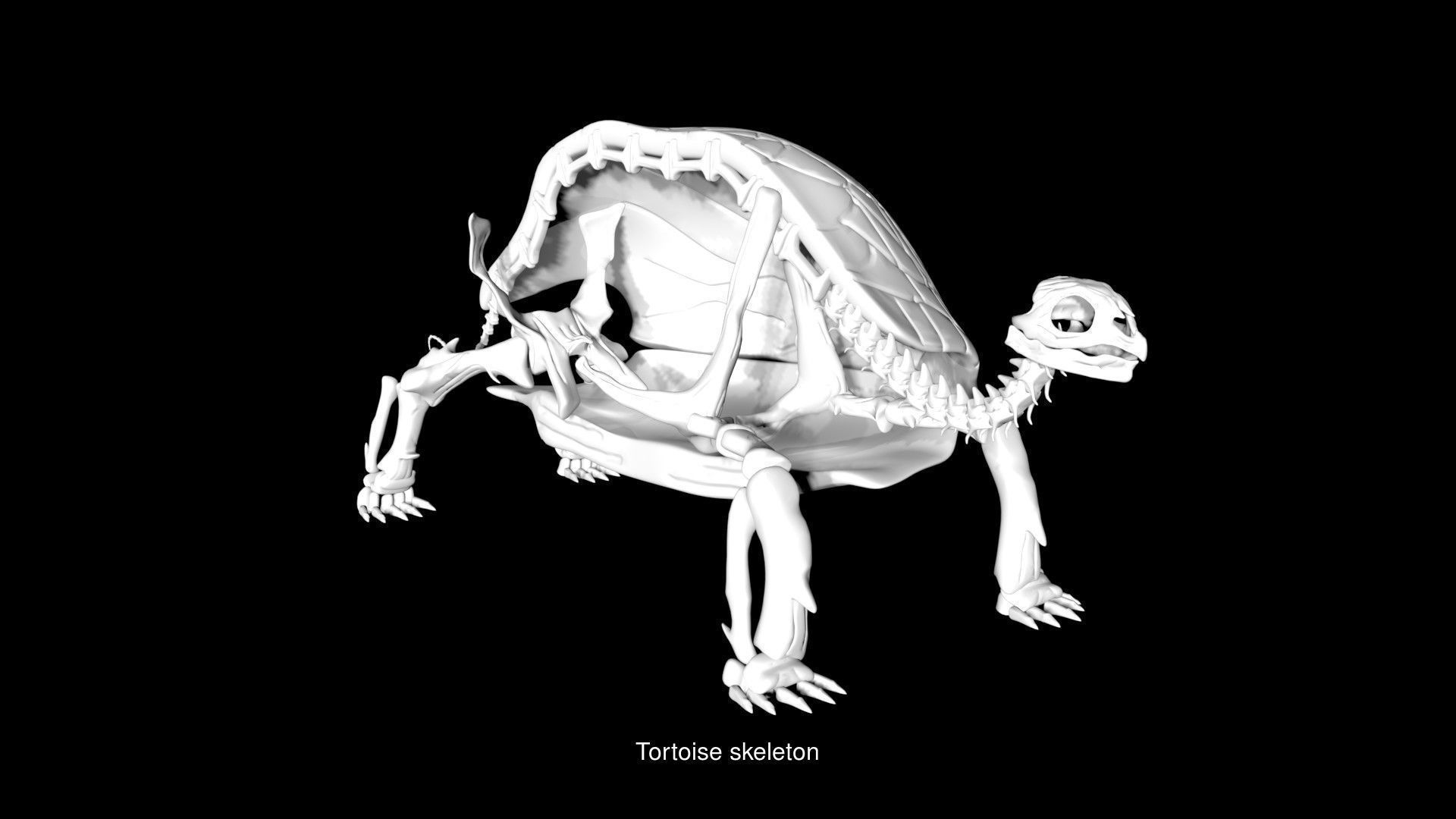 Water Animal Skeletons 3D Model Collection | CGTrader