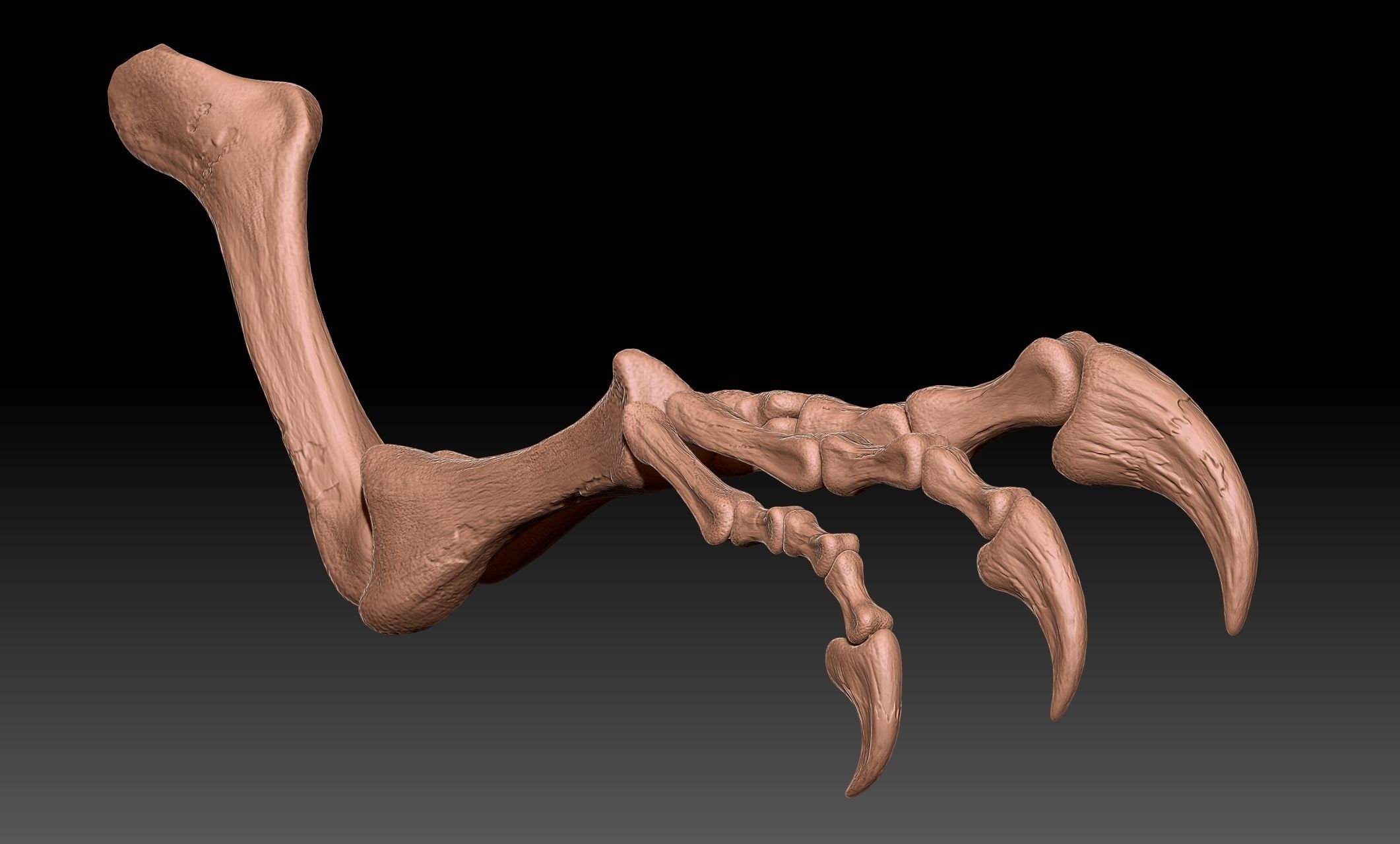 Dinosaur Allosaurus Arm 3D model 3D printable | CGTrader