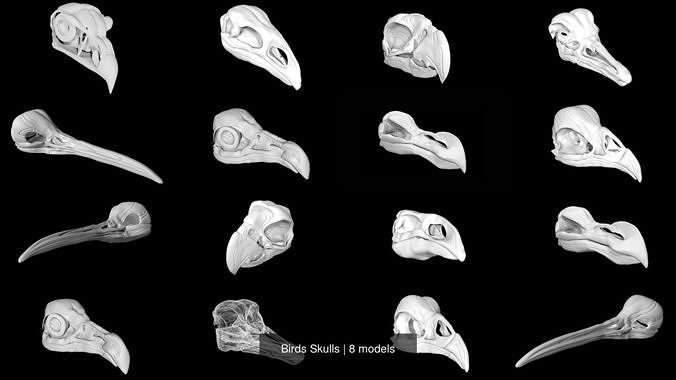 3D Model Collection Birds Skulls VR / AR / low-poly | CGTrader