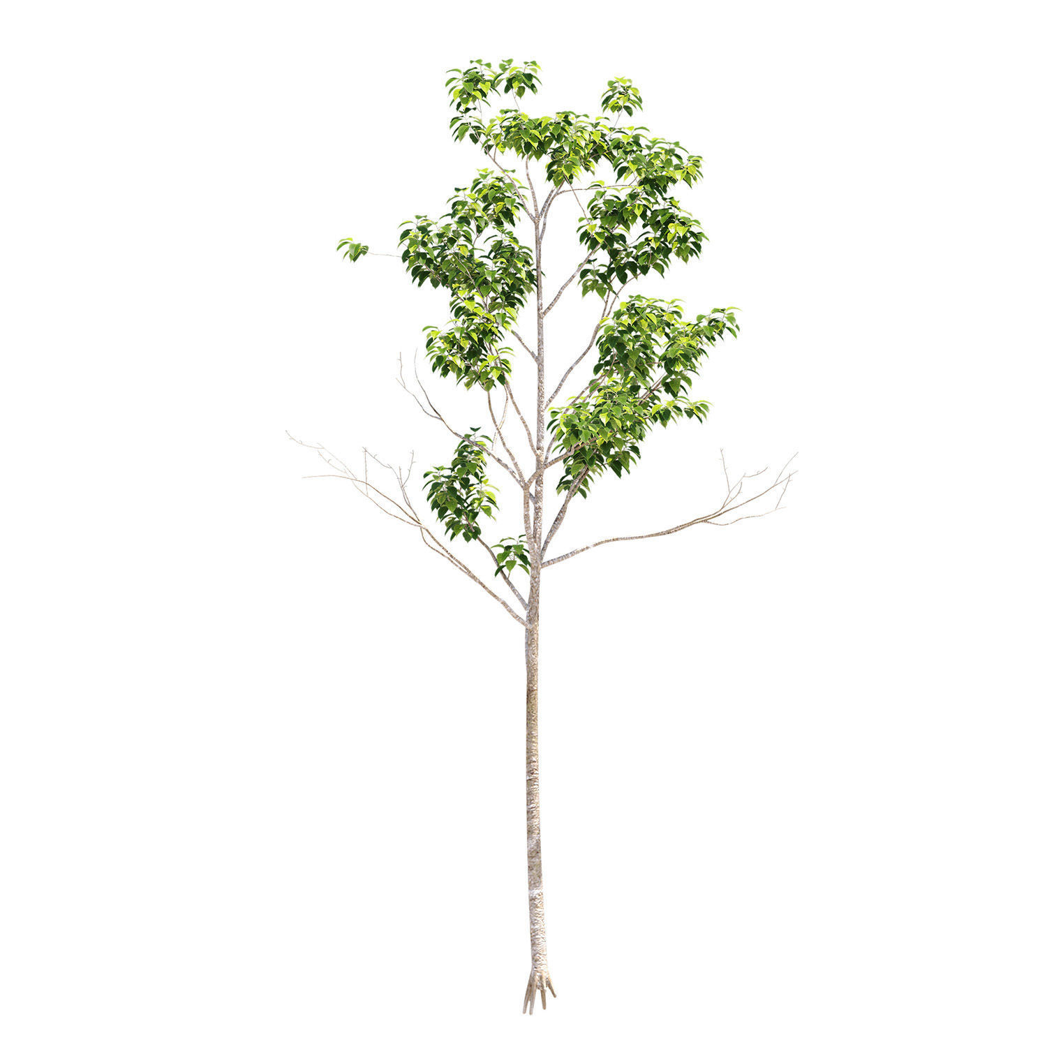 Small Tree 3D model | CGTrader