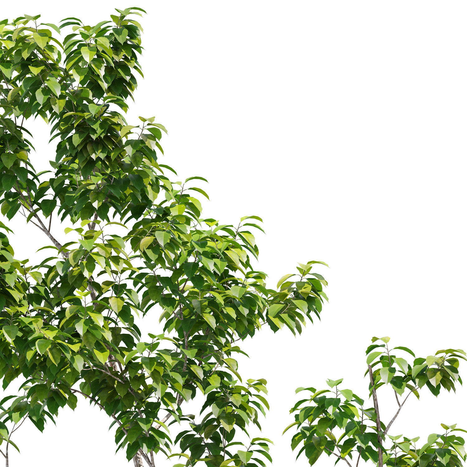 Small Tree 3D model | CGTrader