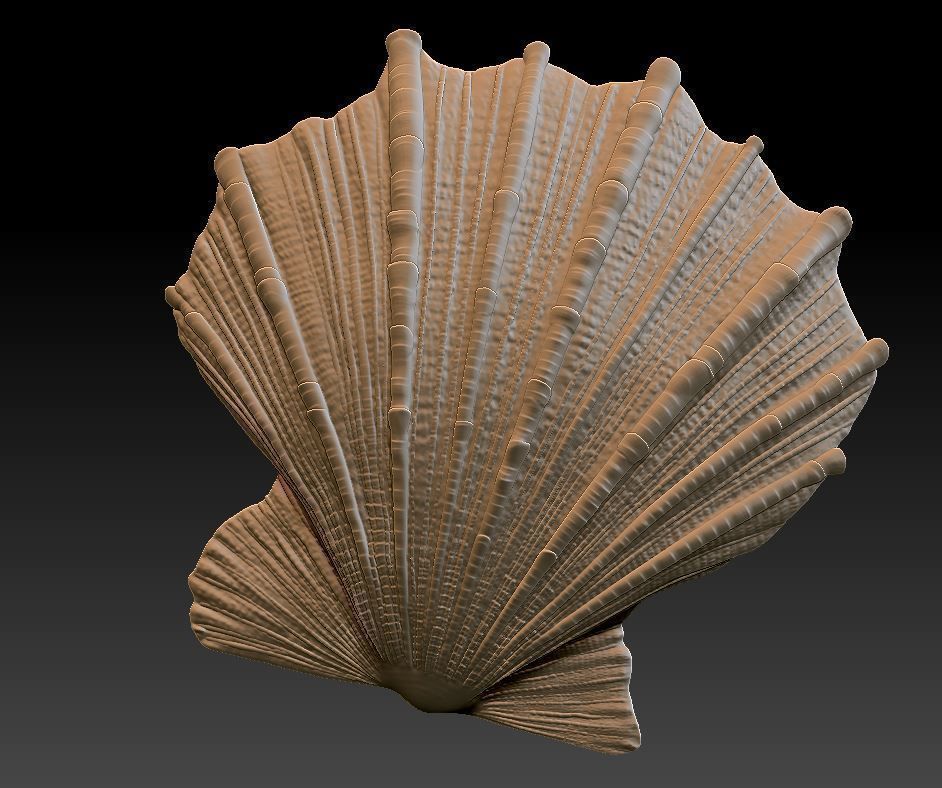 Seashell Scallops 3D model 3D printable | CGTrader