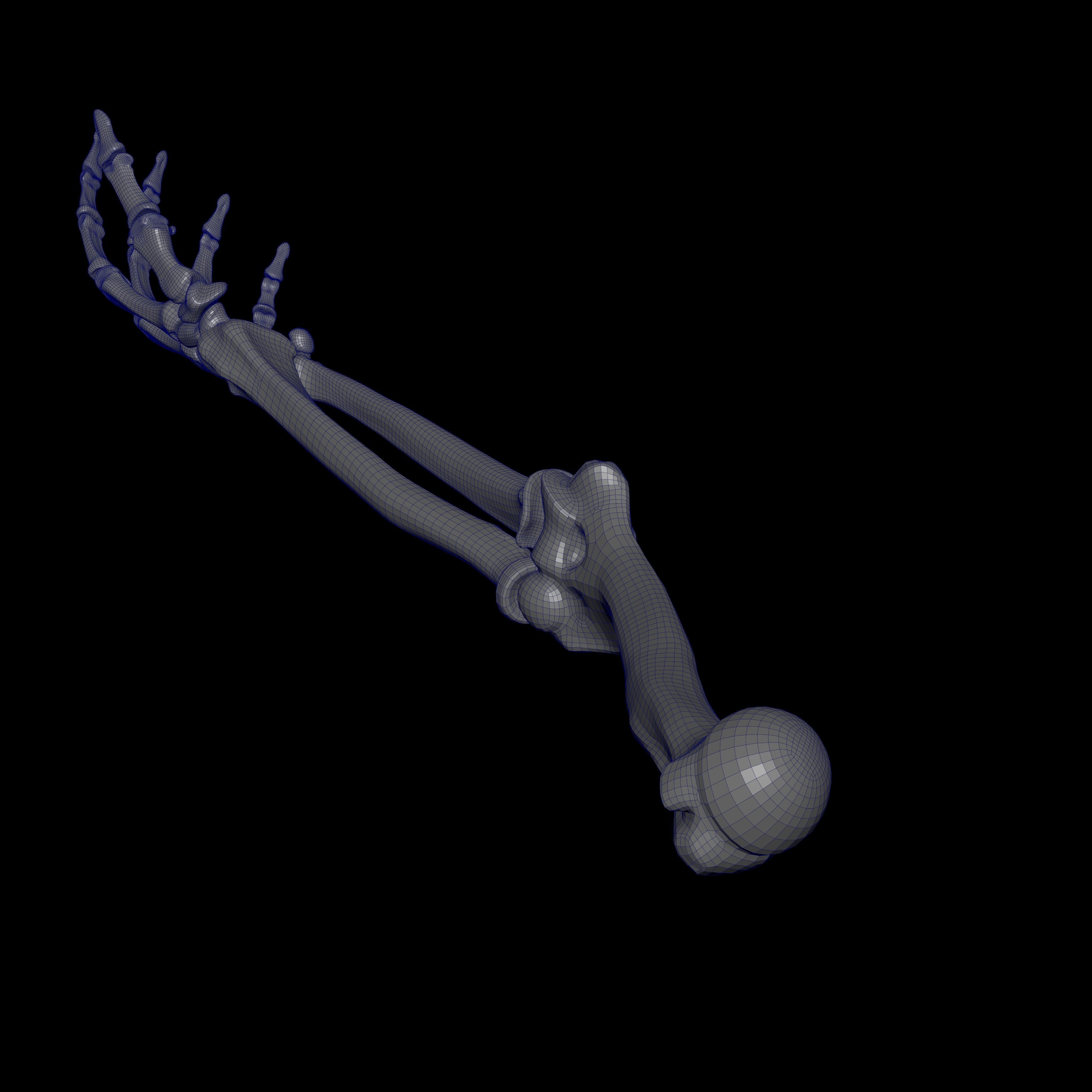 3D model Rigged Skeleton - Skeletal System - Skeleton Rig VR / AR / low ...