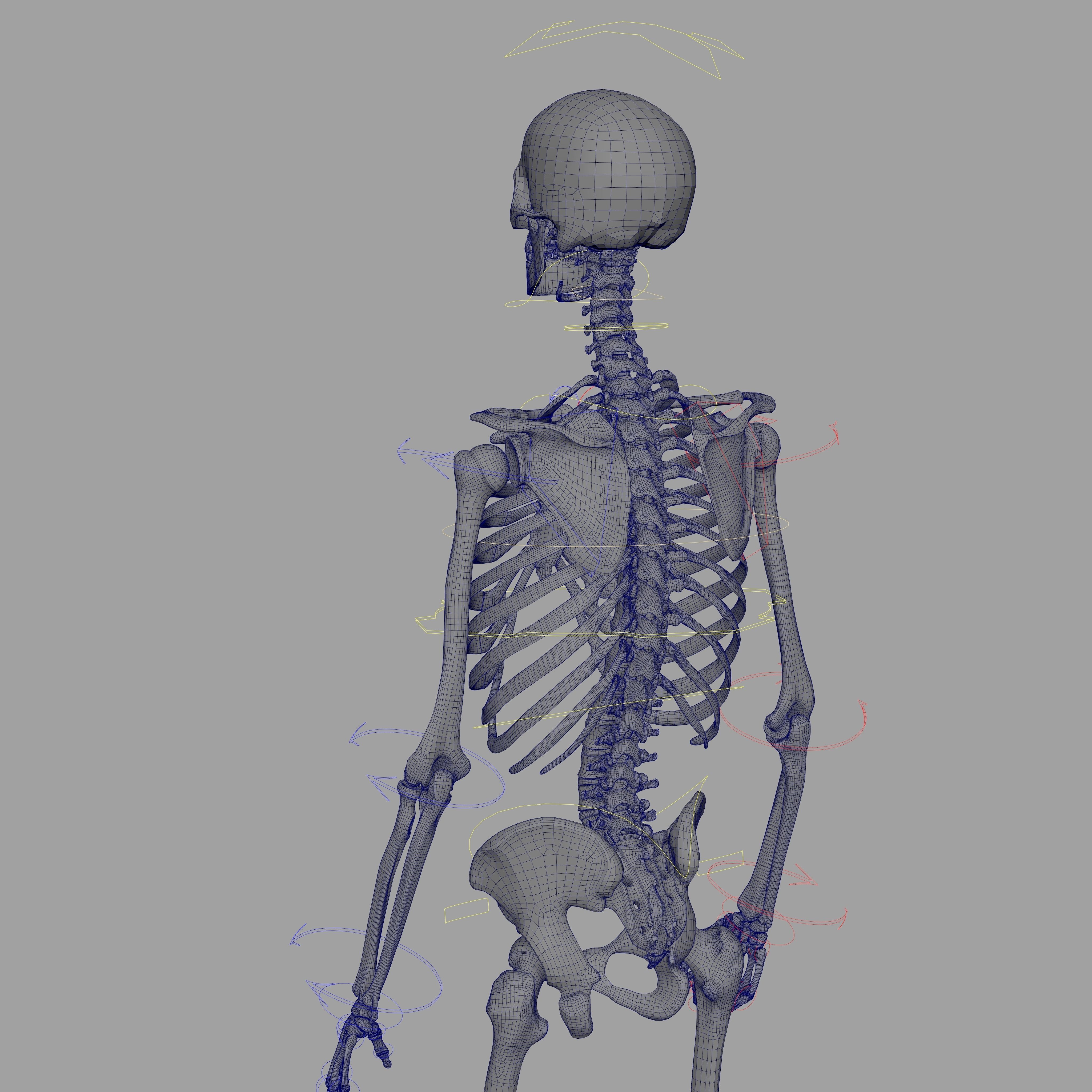 3D model Rigged Skeleton - Skeletal System - Skeleton Rig VR / AR / low ...
