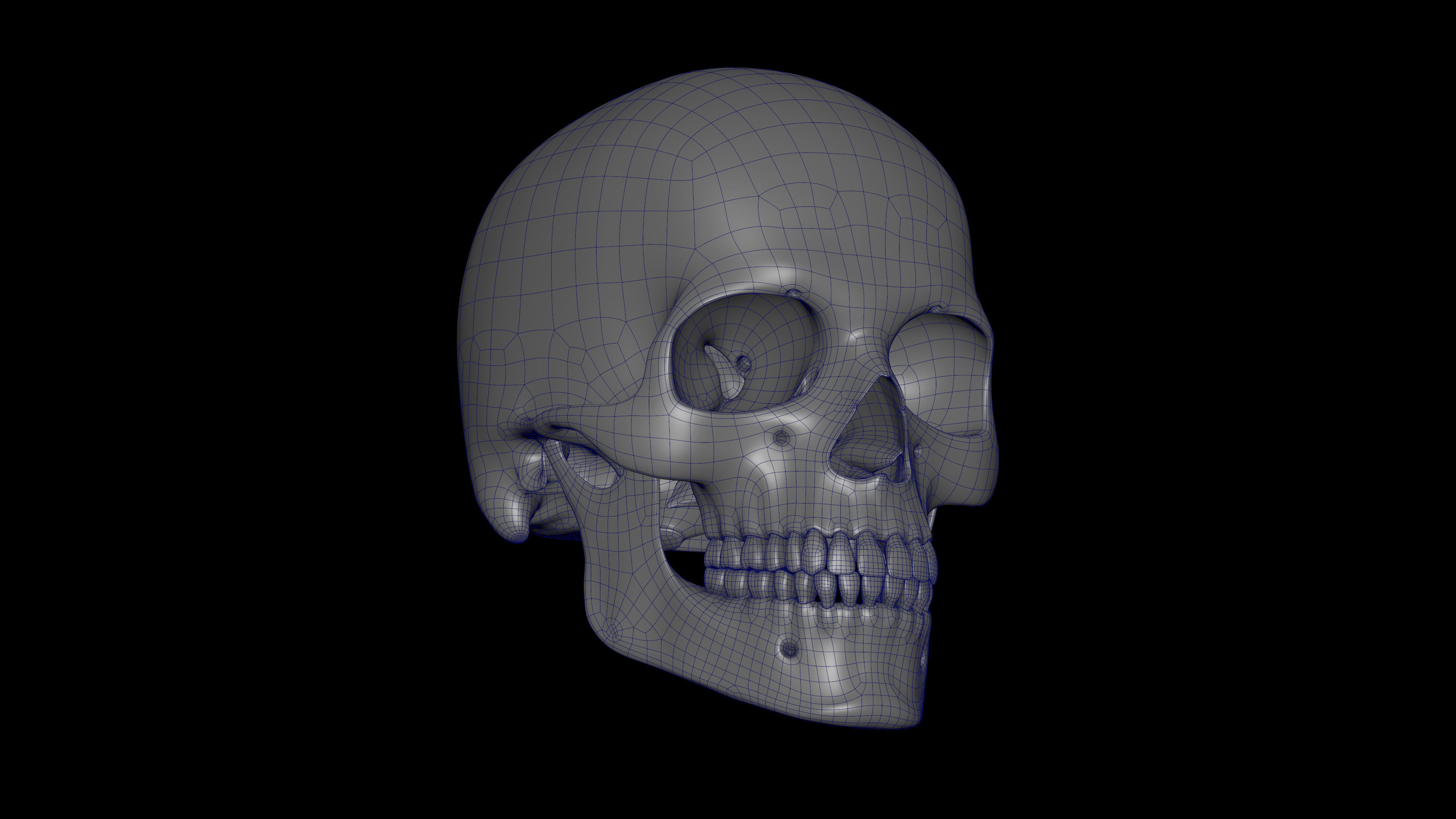 Rigged Skeleton - Skeletal System - Skeleton Rig 3D model rigged | CGTrader