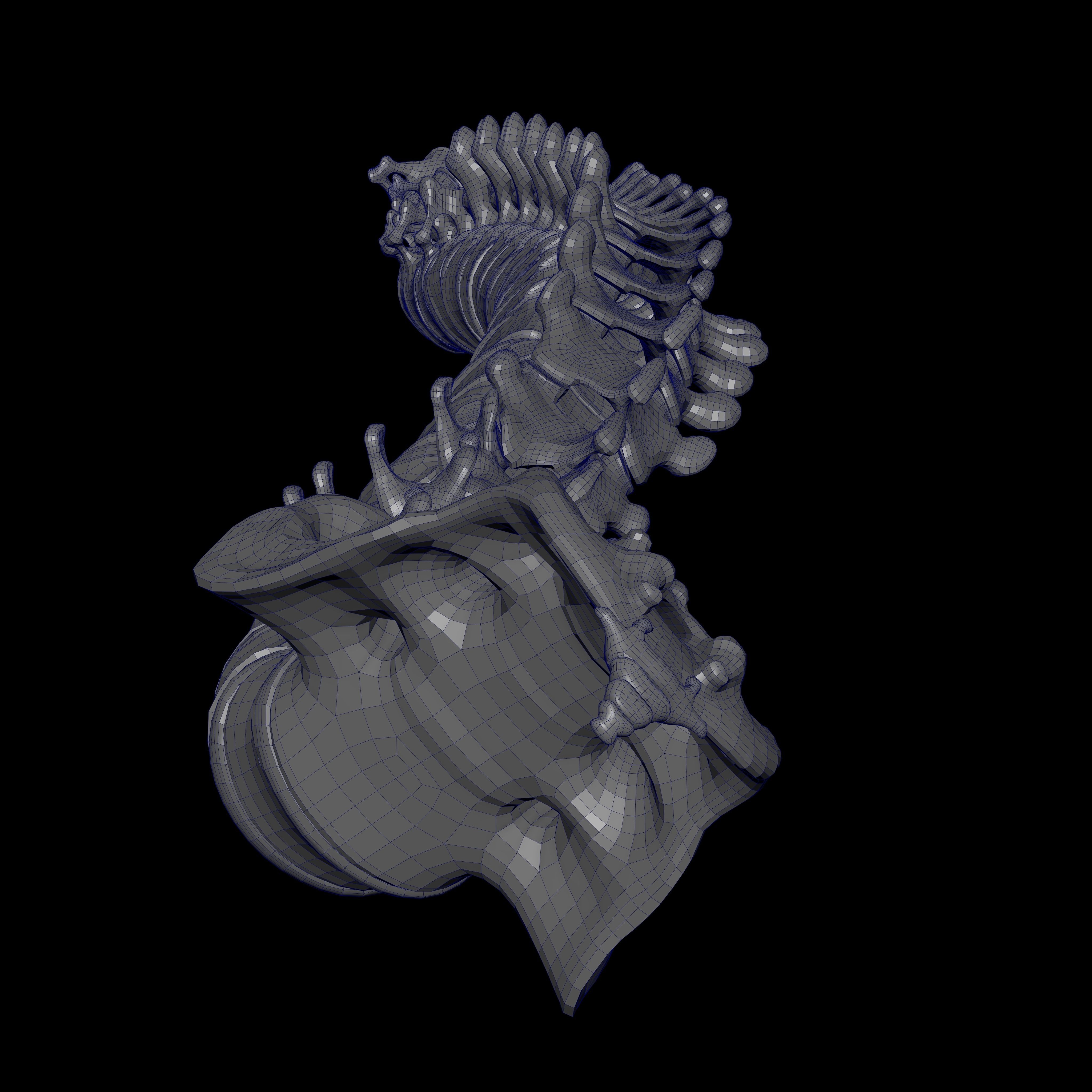 3D model Rigged Skeleton - Skeletal System - Skeleton Rig VR / AR / low ...