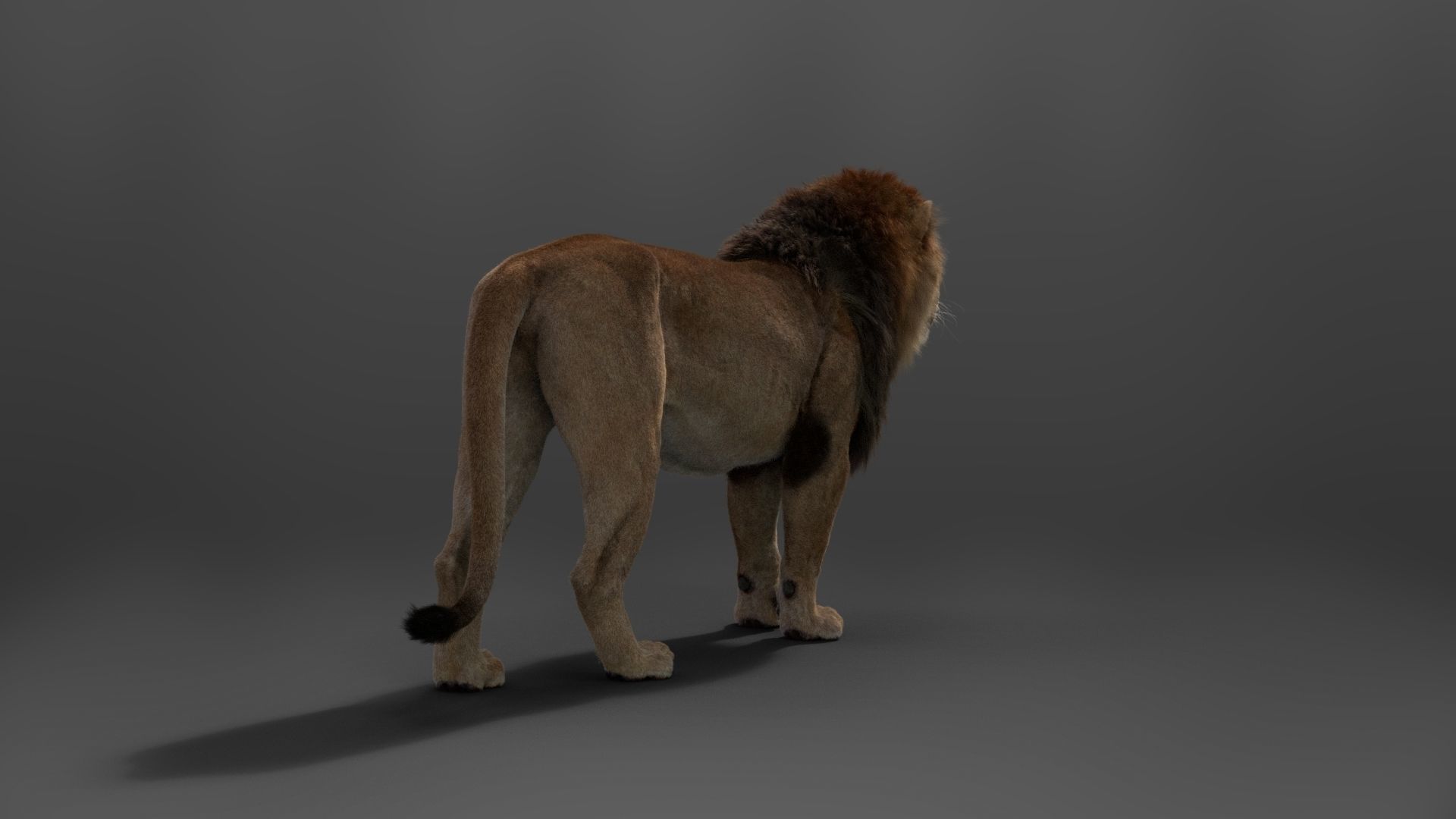 Male Lion Animated VFX Grace 3D model animated rigged | CGTrader