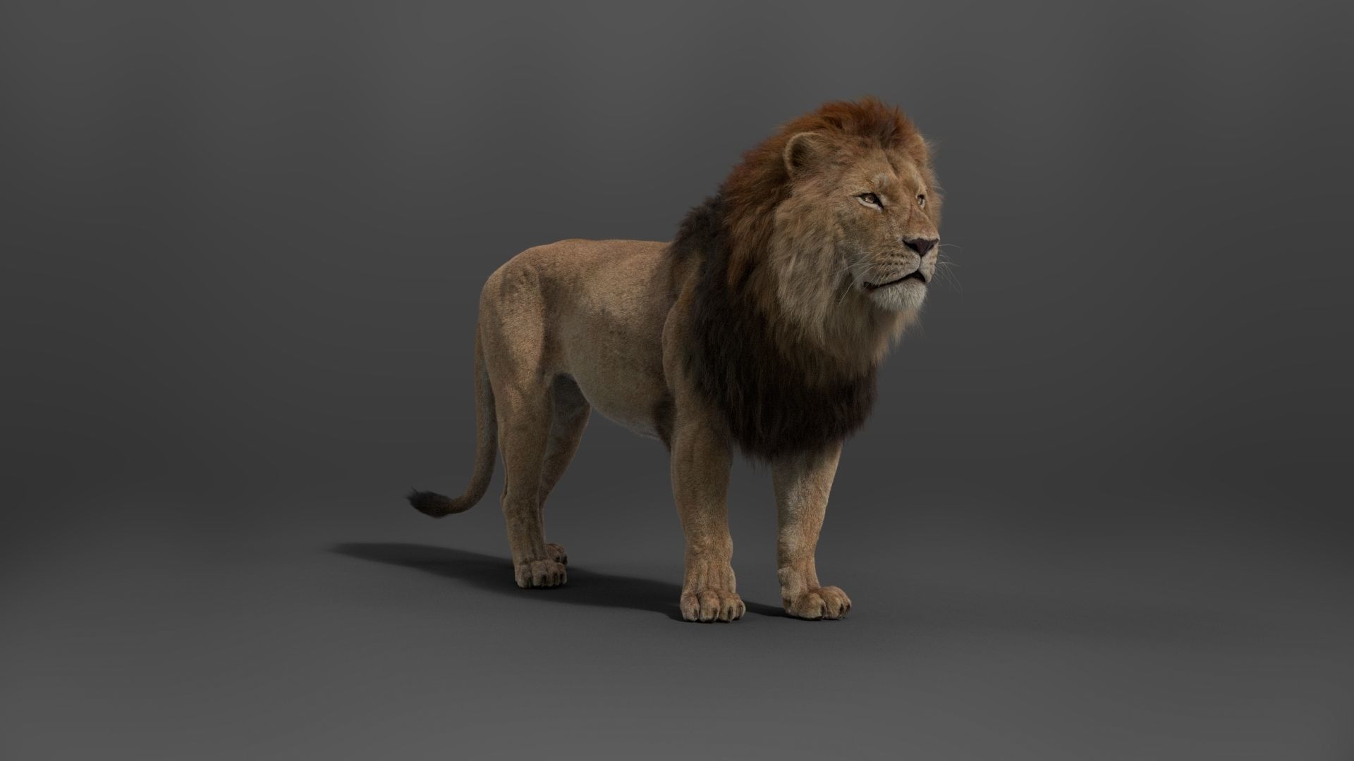 Male Lion Animated VFX Grace 3D model animated rigged | CGTrader