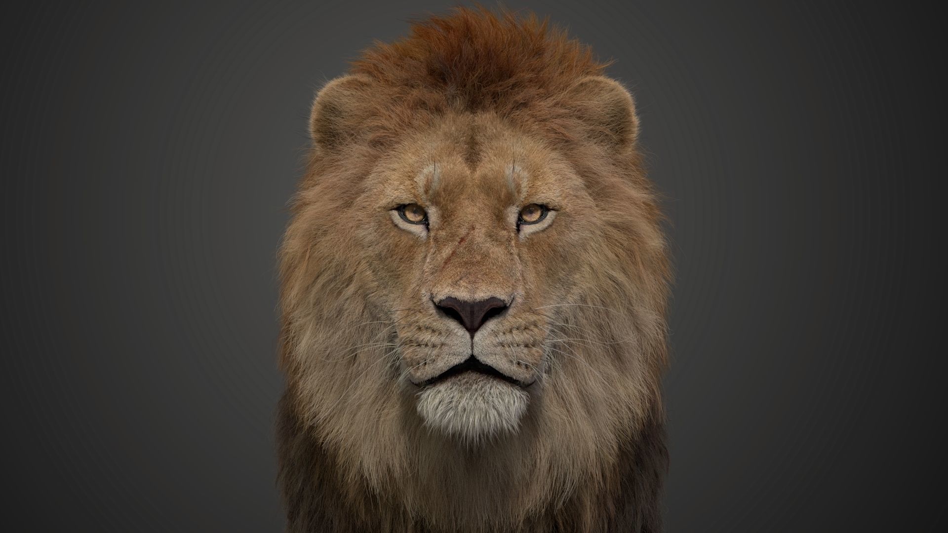 Male Lion Animated VFX Grace 3D model animated rigged | CGTrader