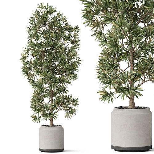 Plants collection 840 3D model | CGTrader