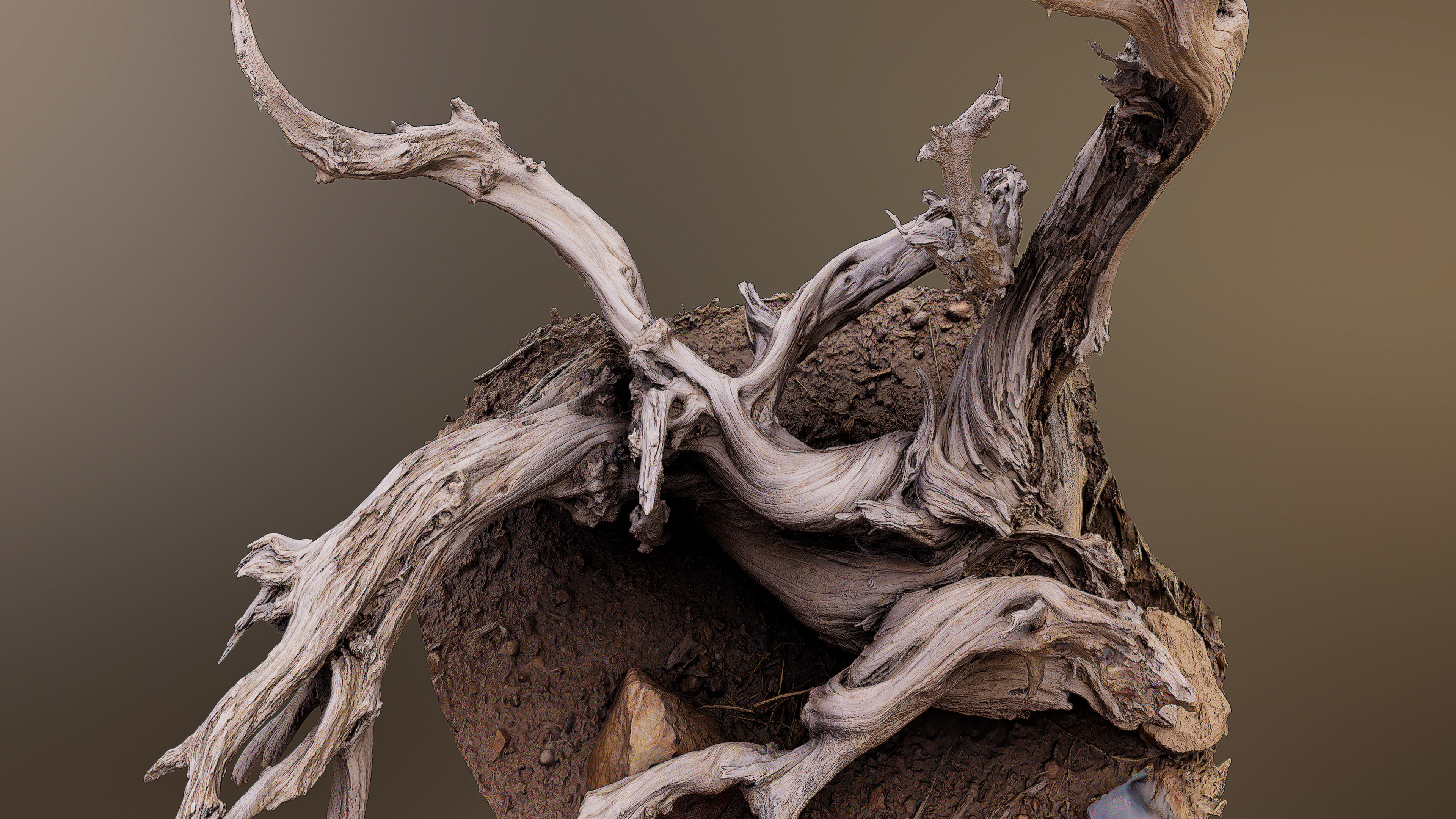 Dry Root 3D model | CGTrader