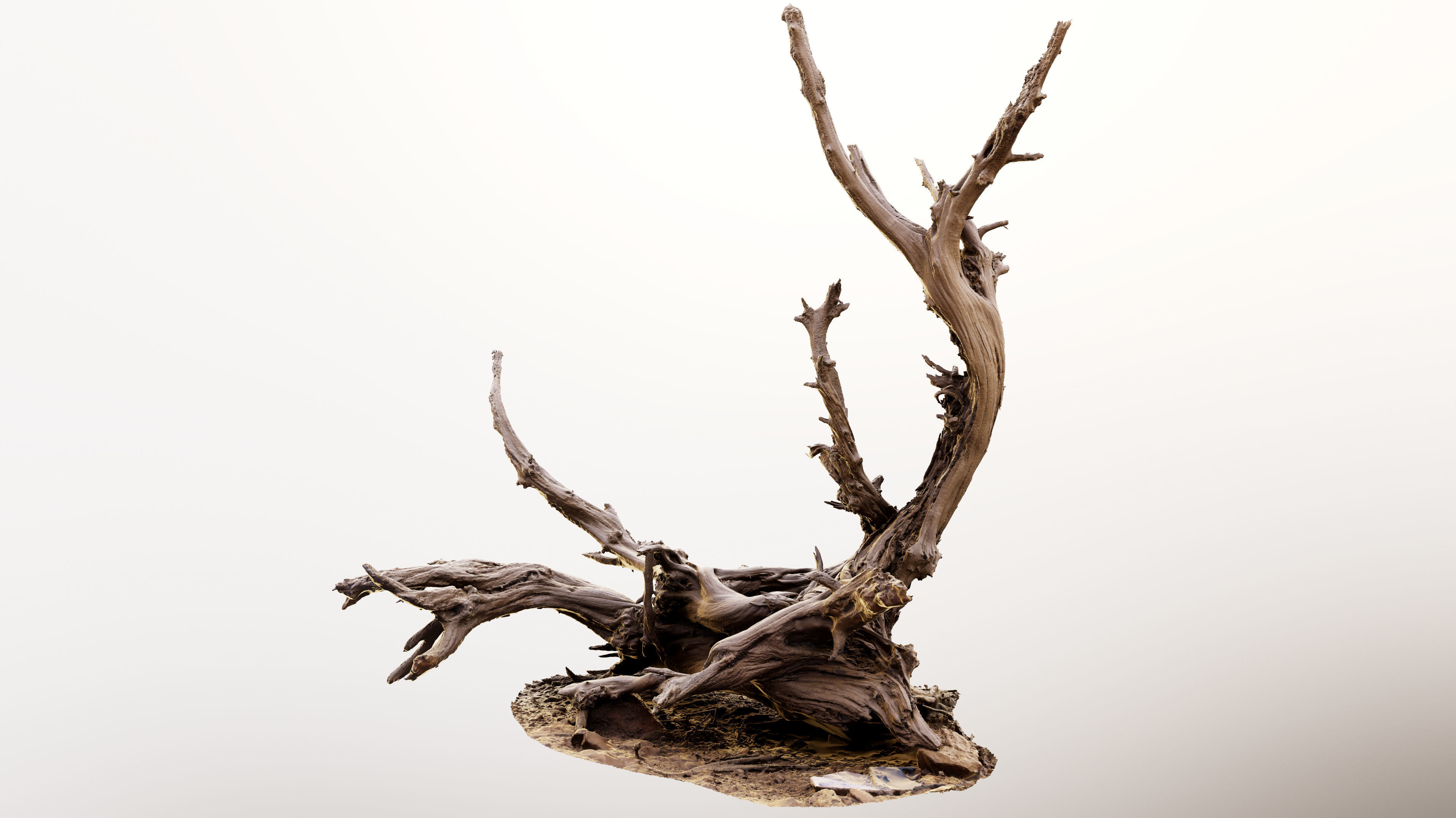 Dry Root 3D model | CGTrader