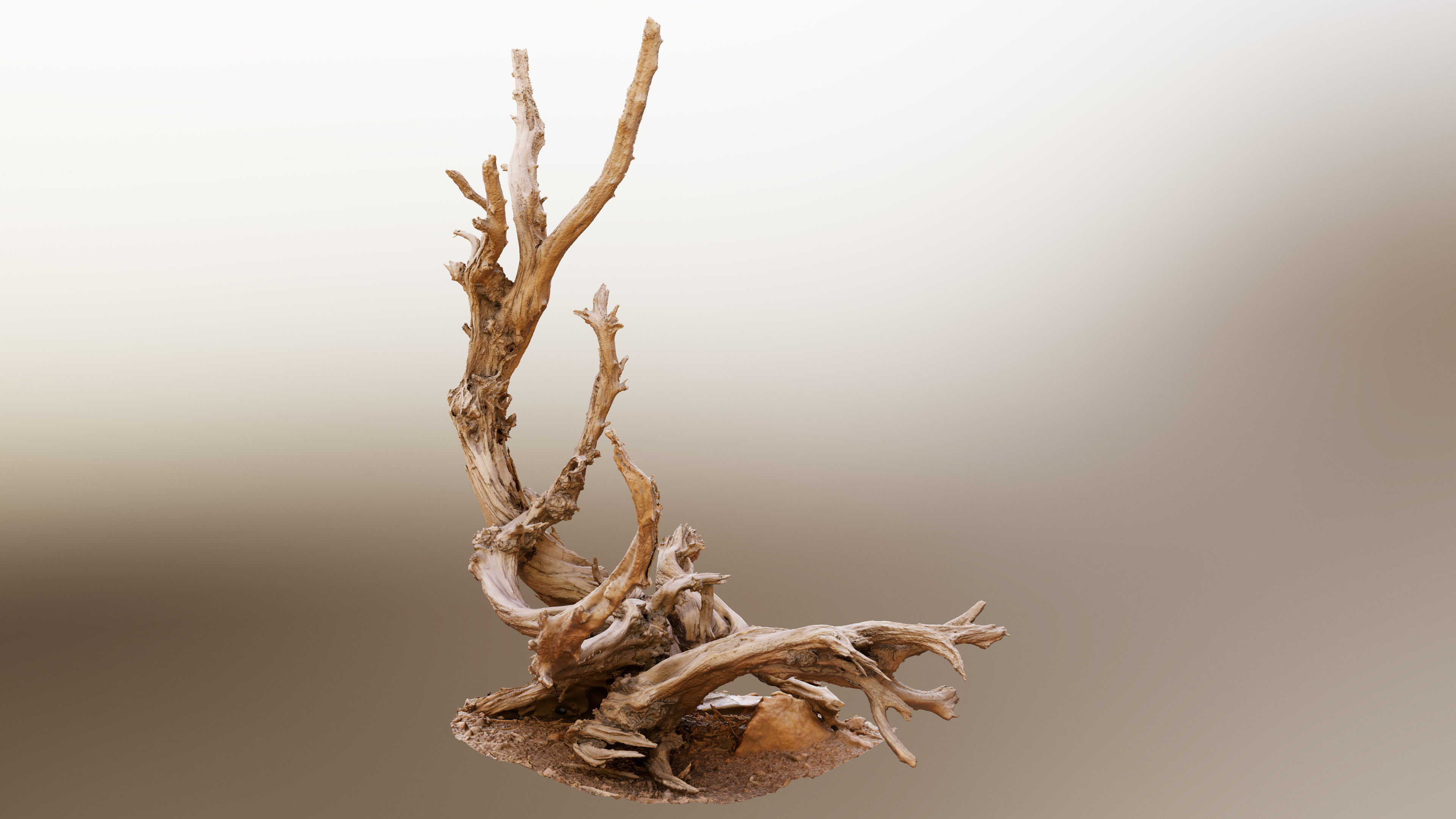 Dry Root 3D model | CGTrader