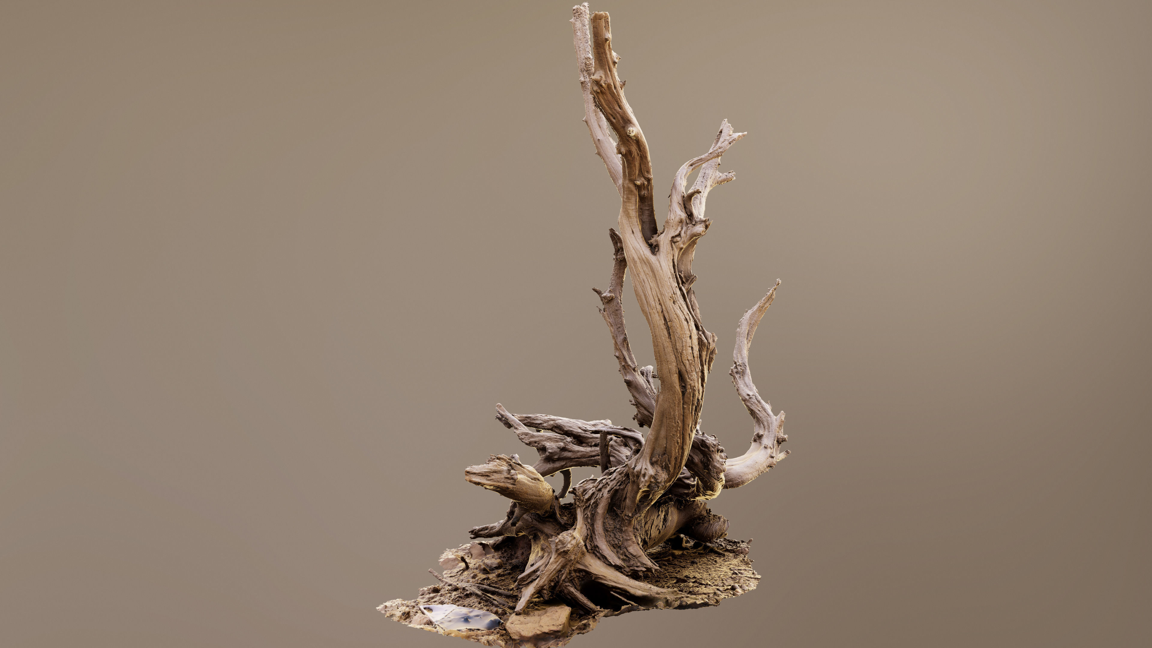 Dry Root 3D model | CGTrader