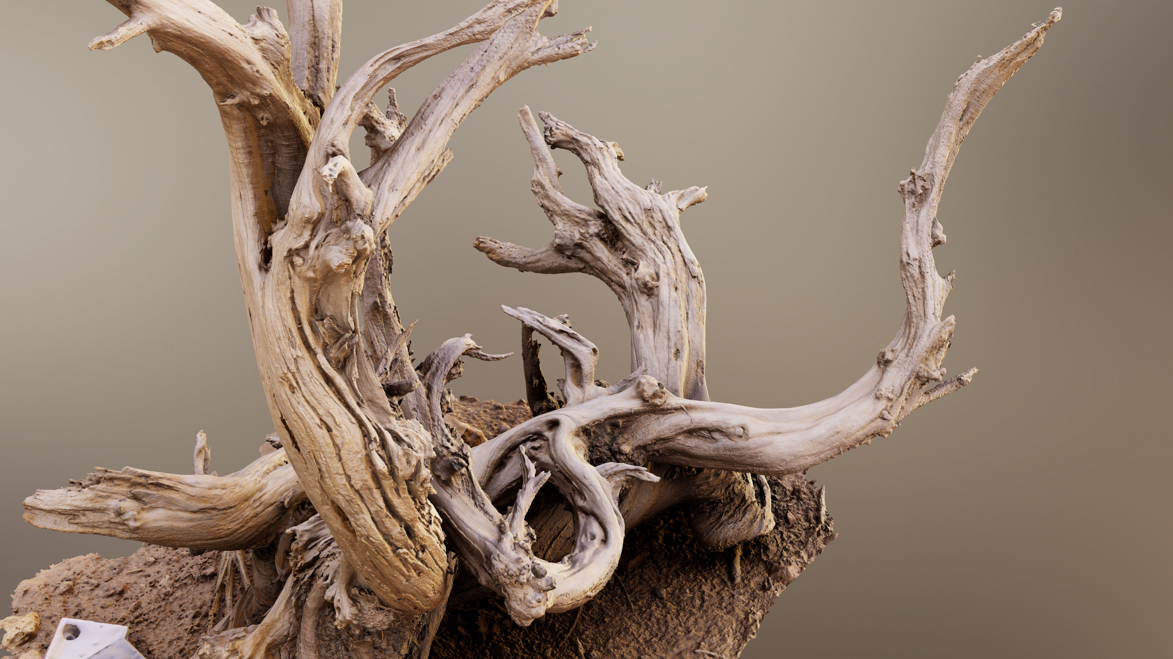 Dry Root 3D model | CGTrader