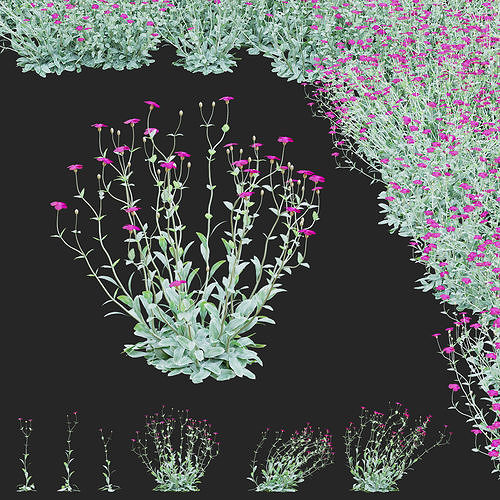 Lychnis coronaria 3D model | CGTrader