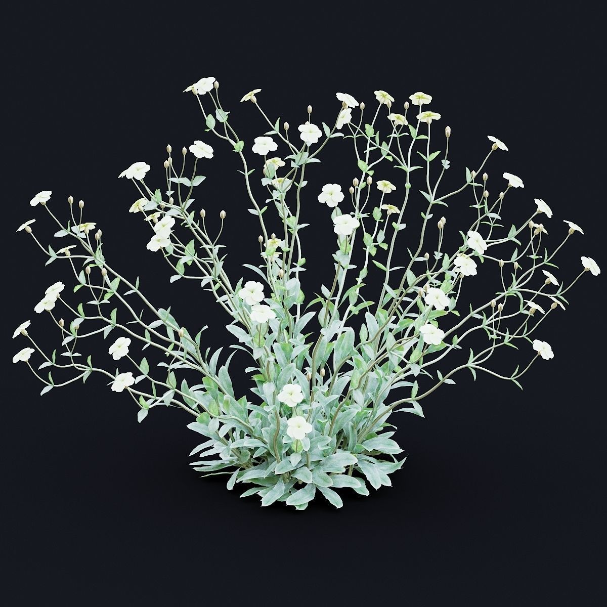 Lychnis coronaria alba 3D model | CGTrader