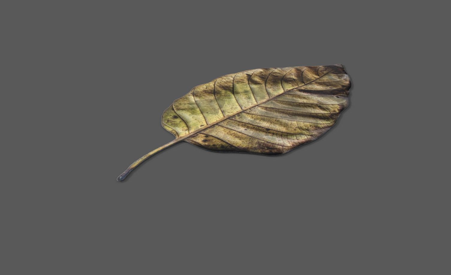 Texture 20 Leaf Material With Alpha Pack VR / AR / low-poly | CGTrader