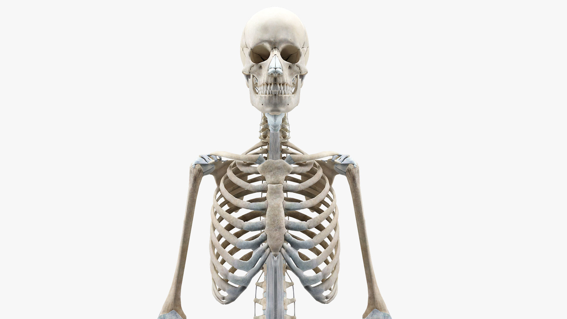 anatomically accurate human skeleton 3D model | CGTrader