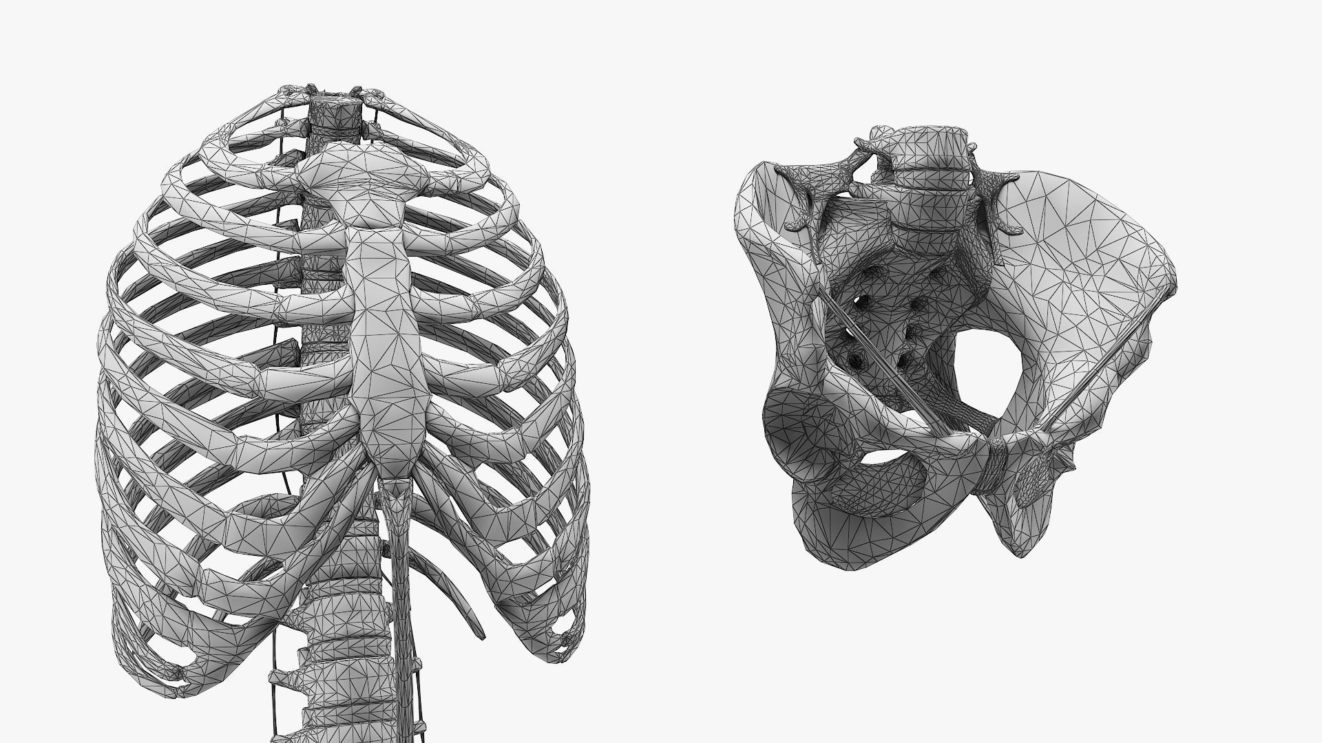 anatomically accurate human skeleton 3D model | CGTrader