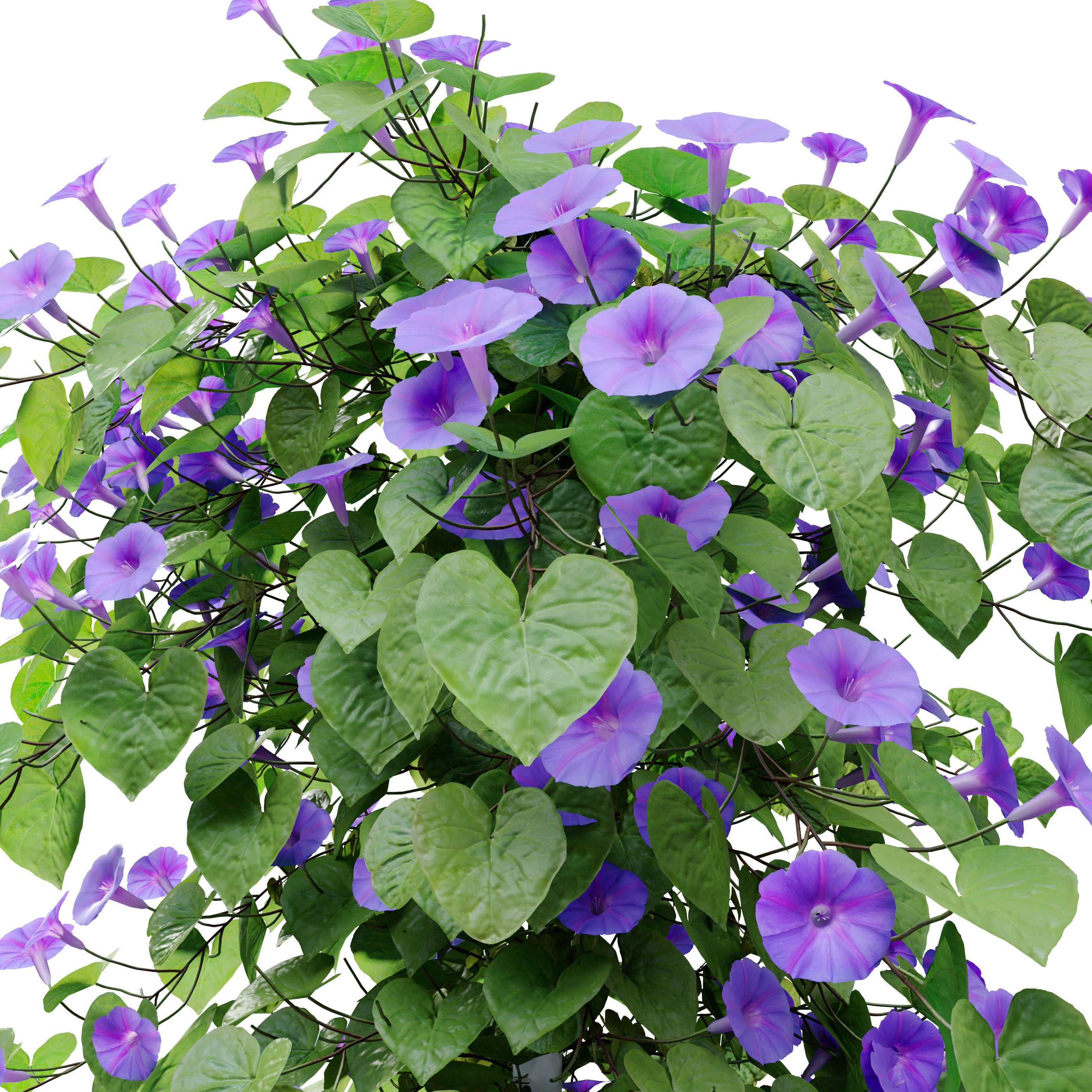 Ipomoea indica 3D model | CGTrader