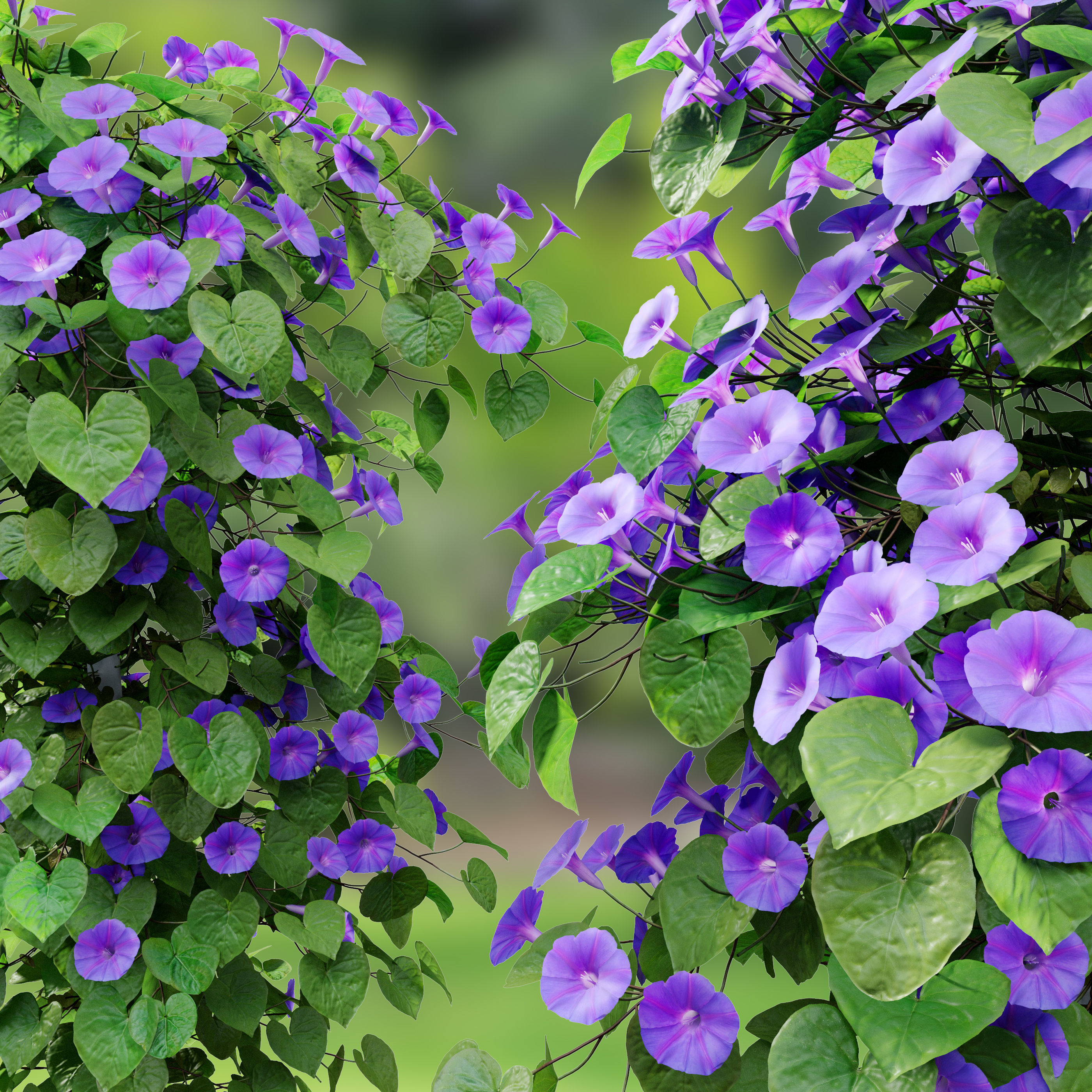 Ipomoea indica 3D model | CGTrader