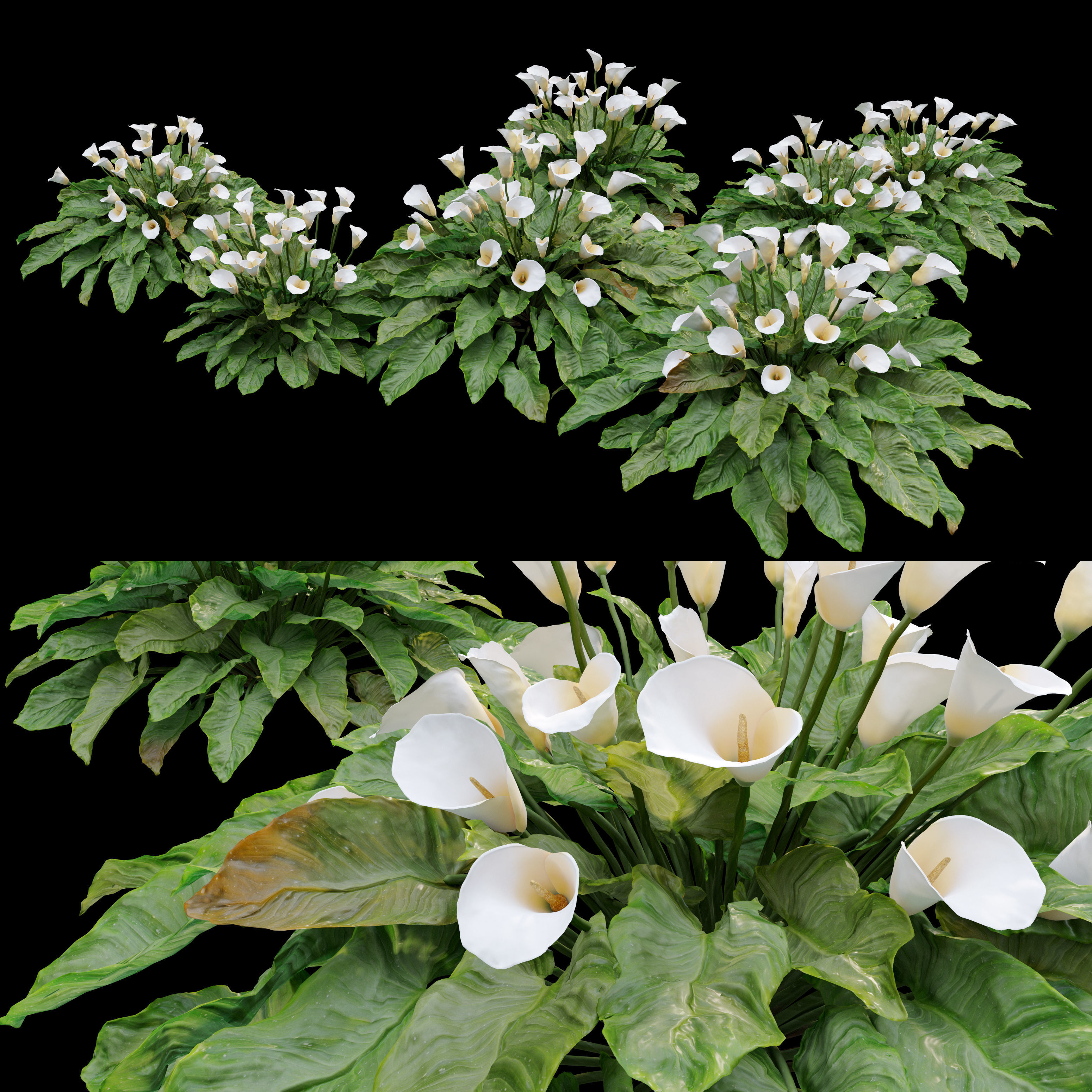 calla lily 3D model | CGTrader