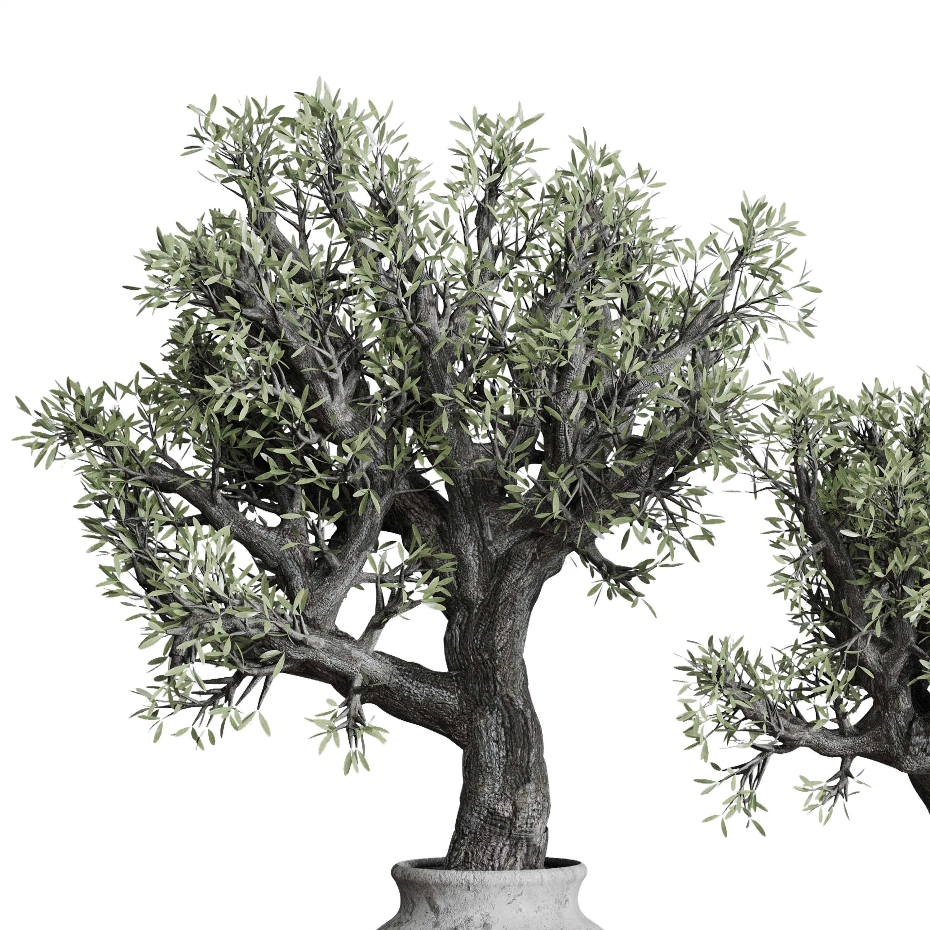 3D model Old Olive Tree in dirty concrete pot - outdoor plant 134 VR ...