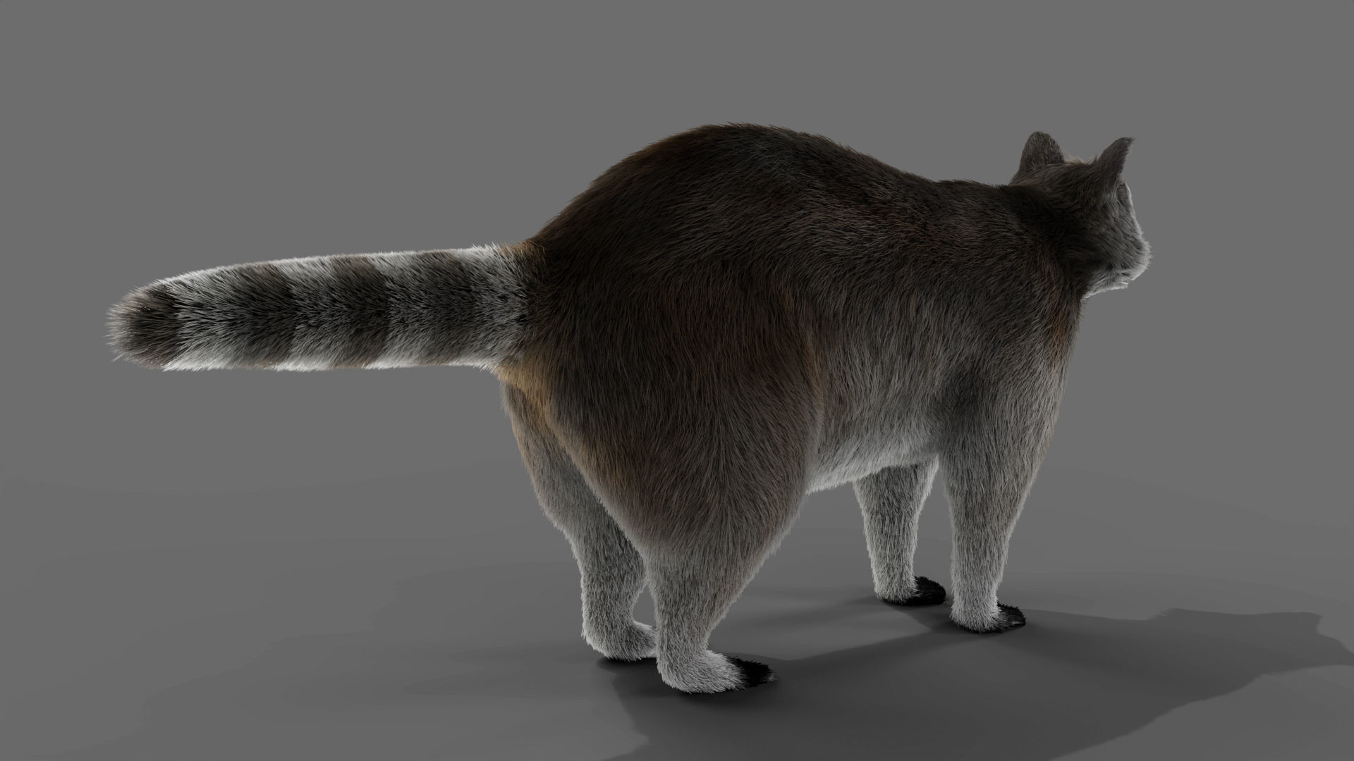 3D model Fur Raccoon Grey NO Rigged in Blender VR / AR / low-poly ...