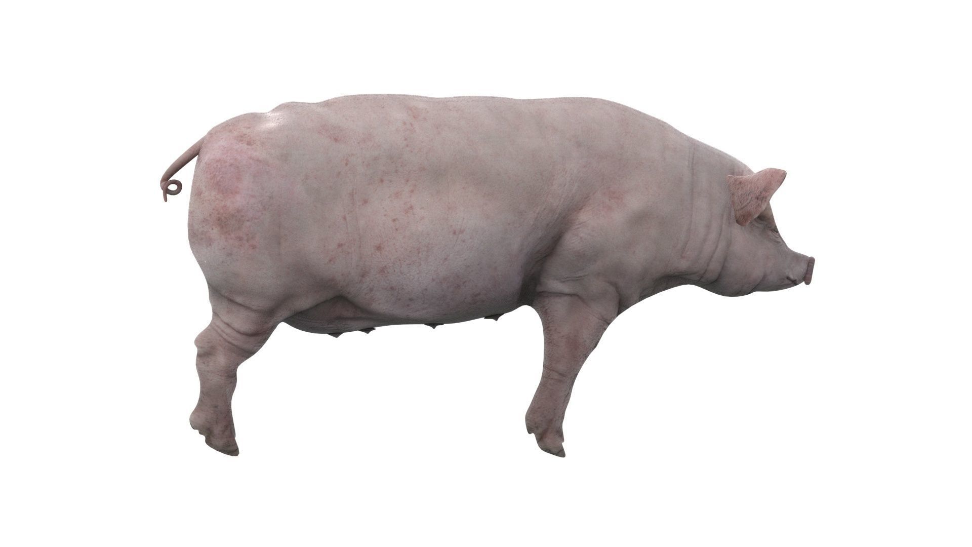 Pig Animal 3D model | CGTrader