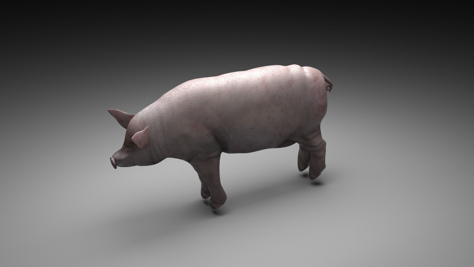 Pig Animal 3D model | CGTrader