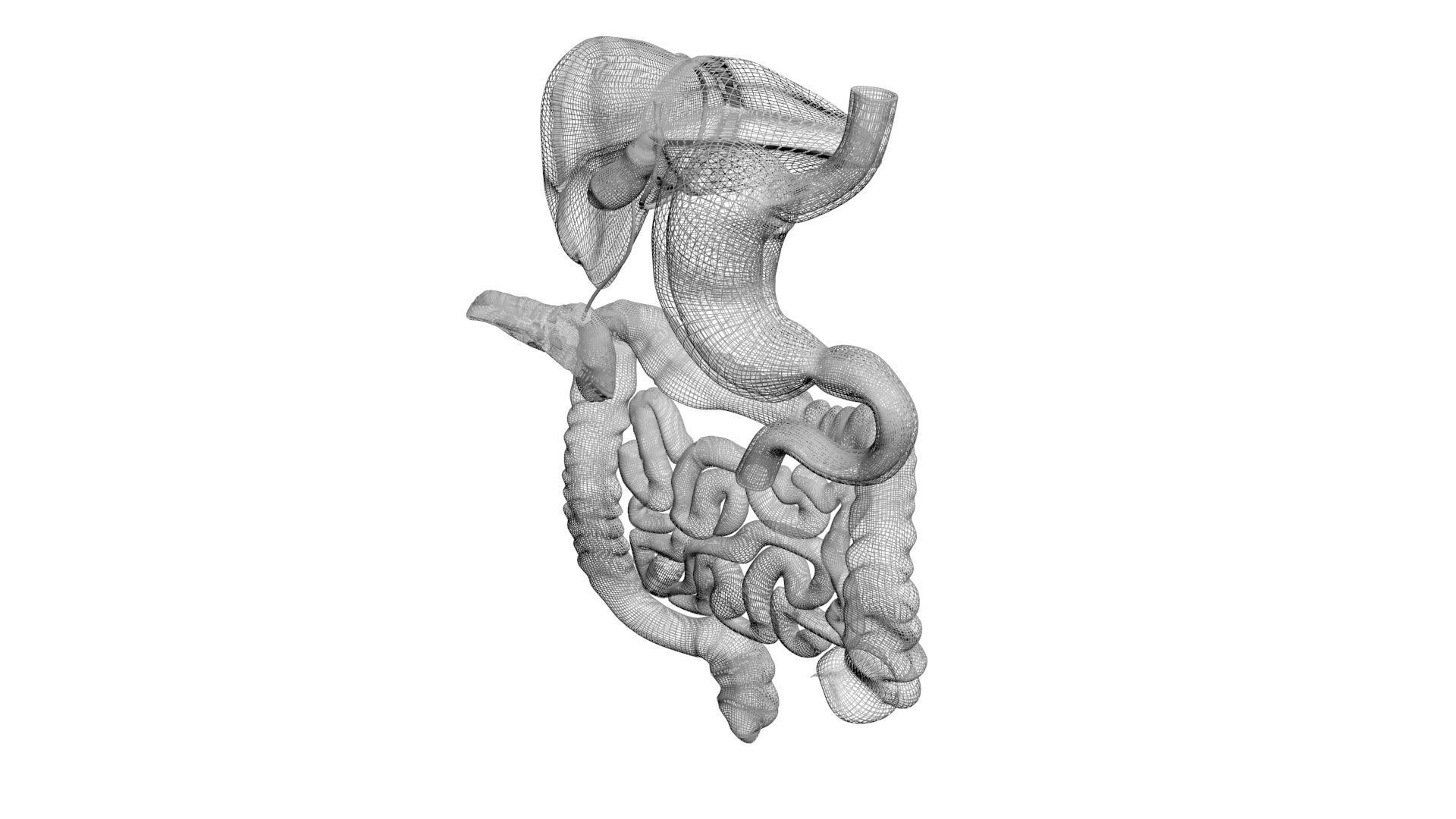 Digestive System 3D model | CGTrader