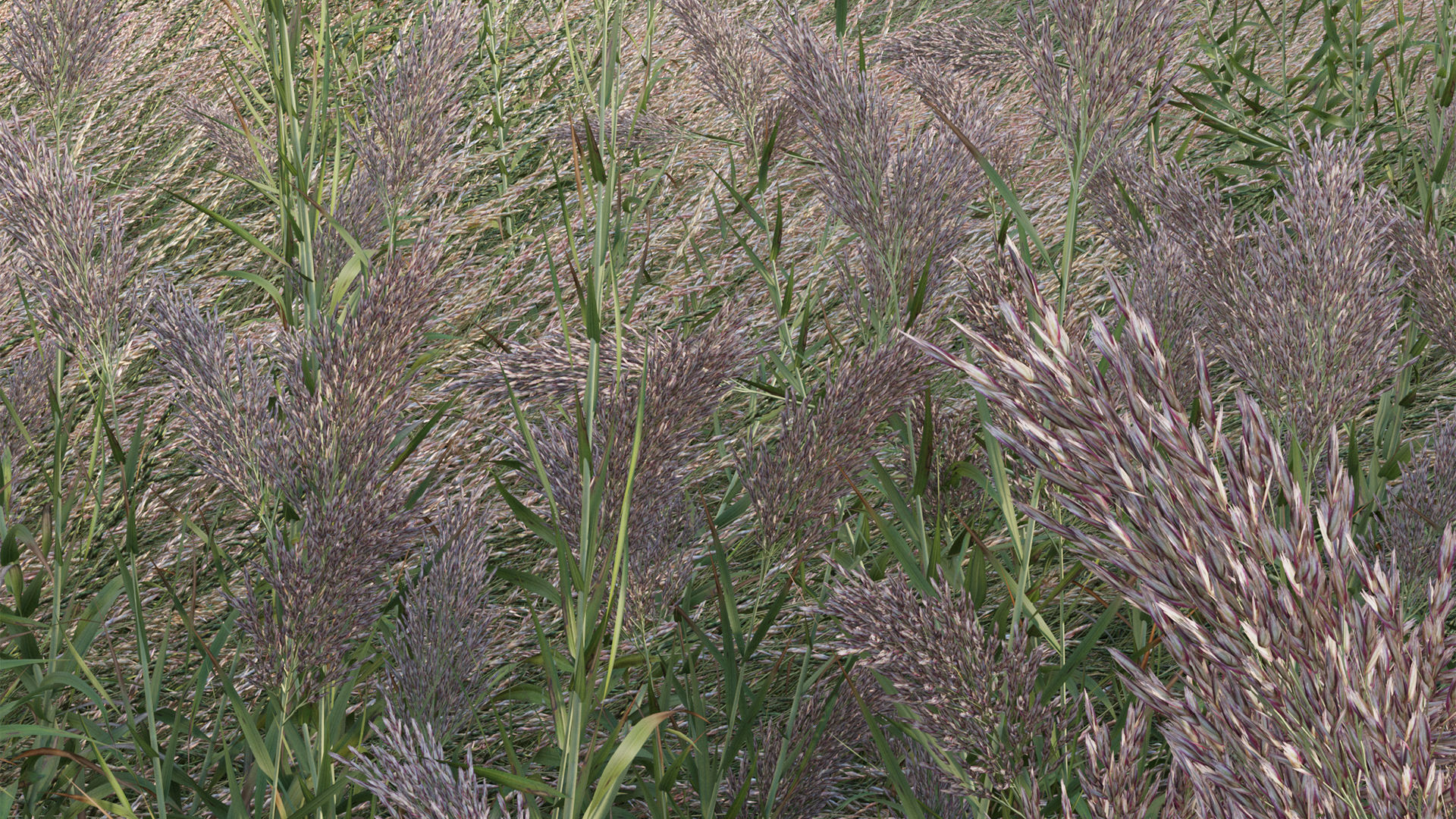 Arundo donax - Giant Reed - Spanish Reed 02 3D model | CGTrader