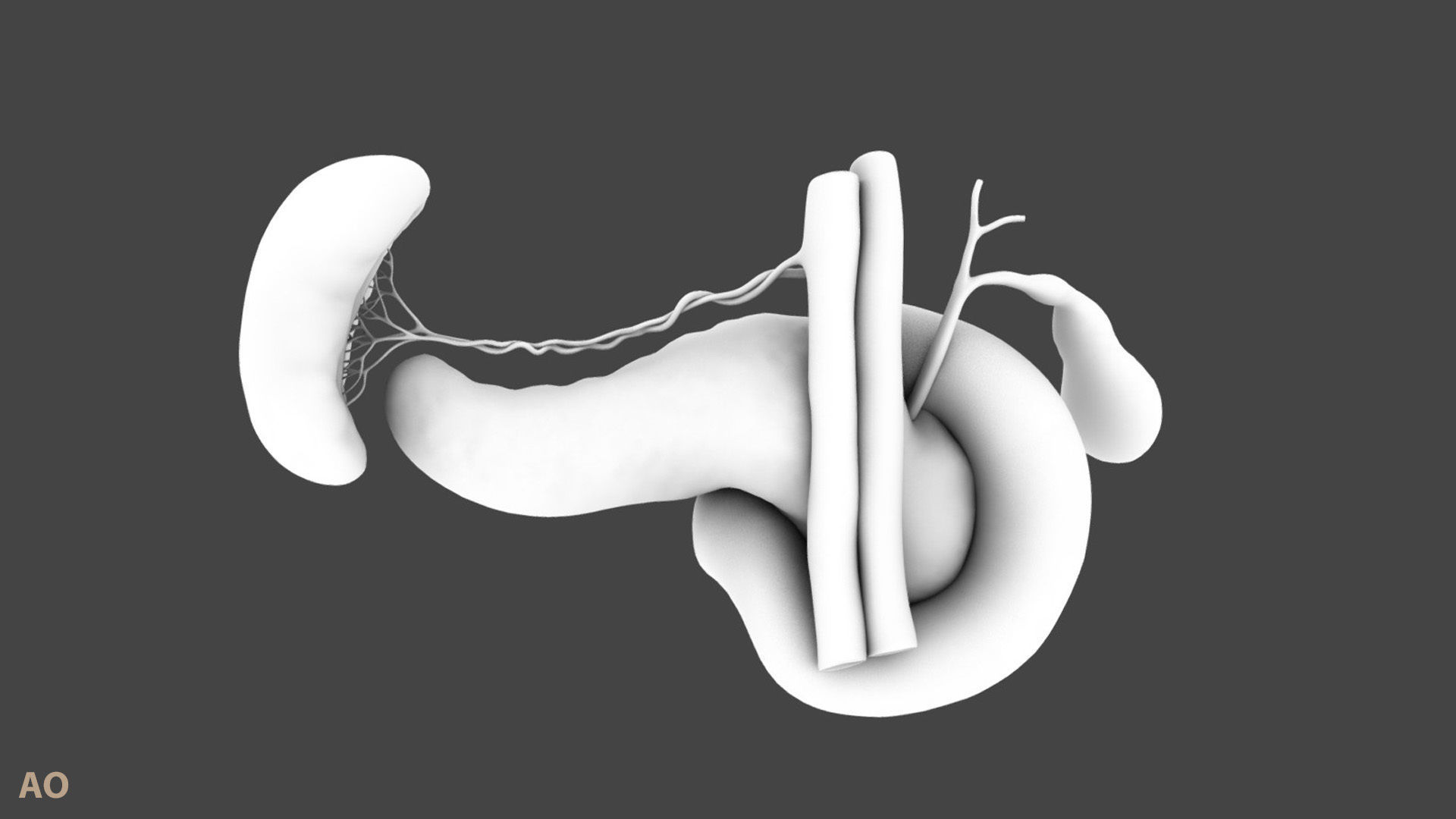 Pancreas Cross Section Anatomy 3D model | CGTrader