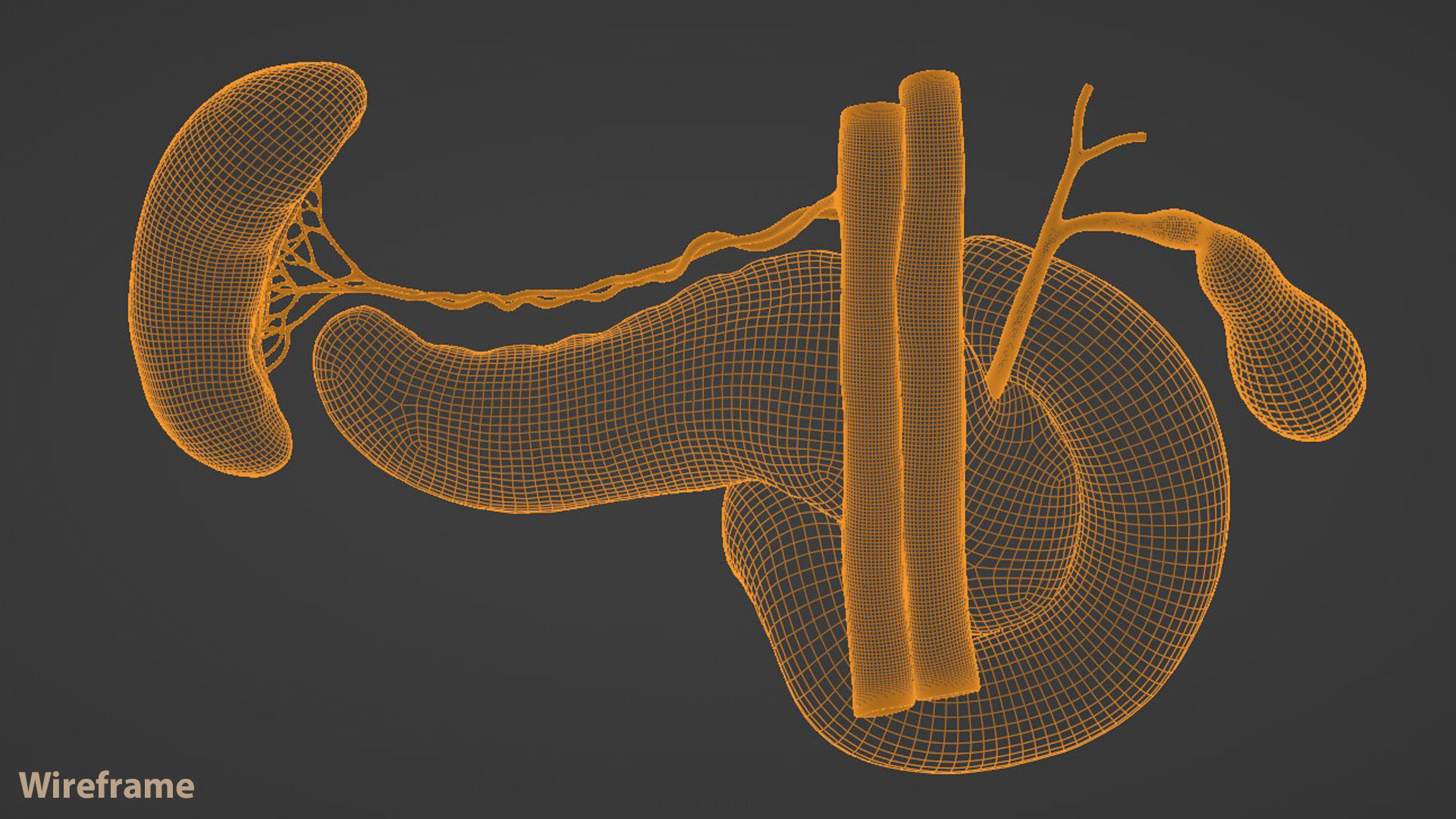 Pancreas Cross Section Anatomy 3D model | CGTrader