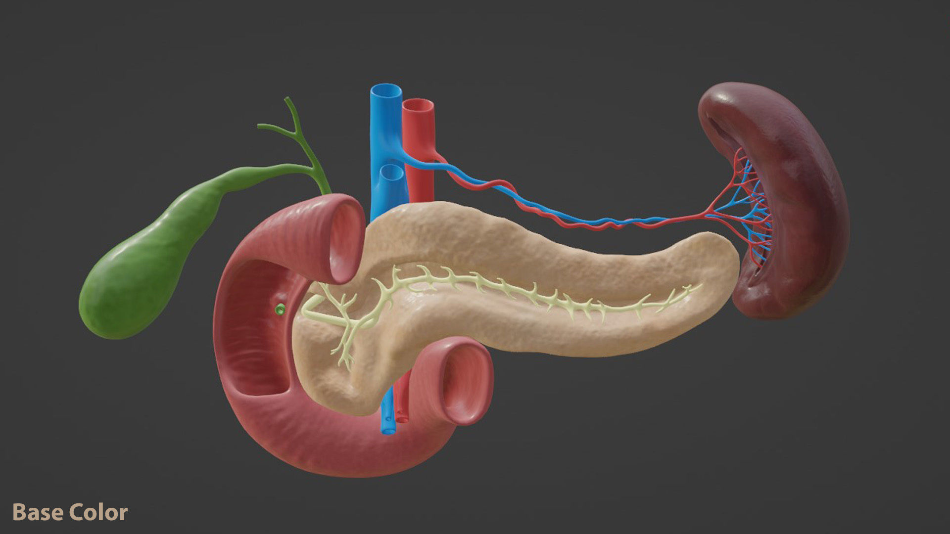 Pancreas Cross Section Anatomy 3D model | CGTrader