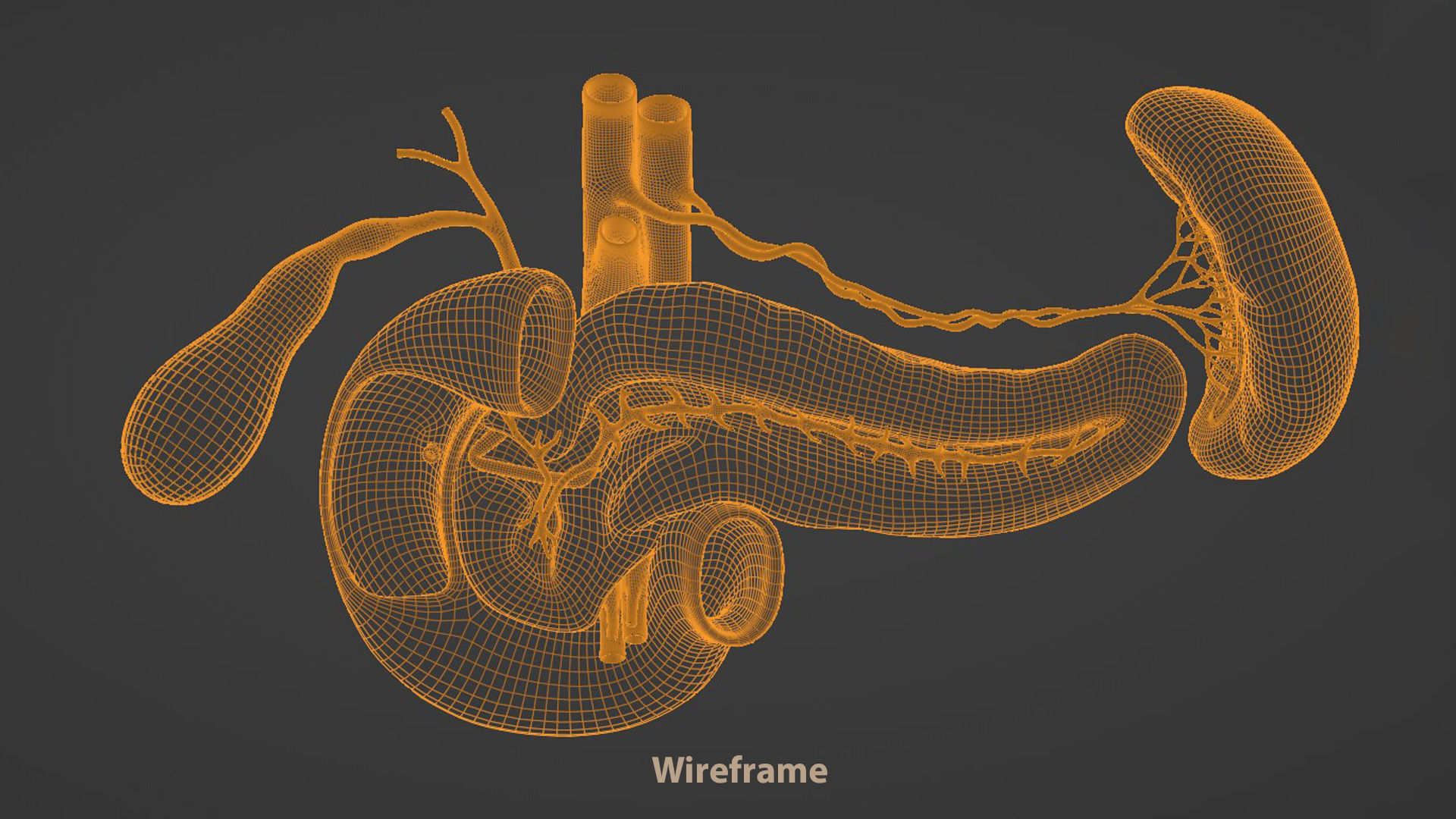 Pancreas Cross Section Anatomy 3D model | CGTrader