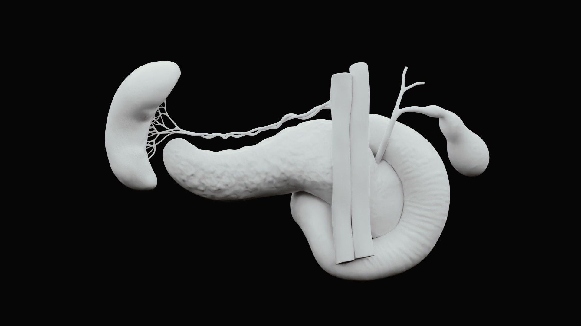Pancreas Cross Section Anatomy 3D model | CGTrader