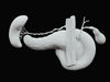 Pancreas Cross Section Anatomy 3D model | CGTrader