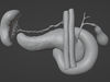 Pancreas Cross Section Anatomy 3D model | CGTrader