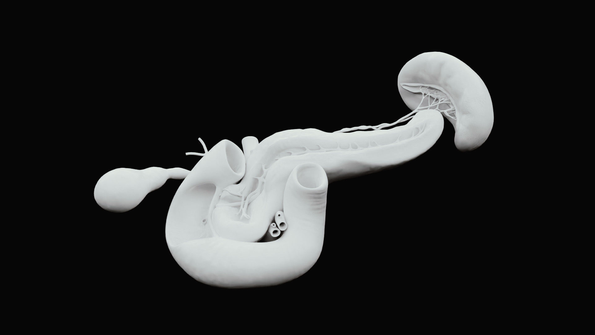 Pancreas Cross Section Anatomy 3D model | CGTrader