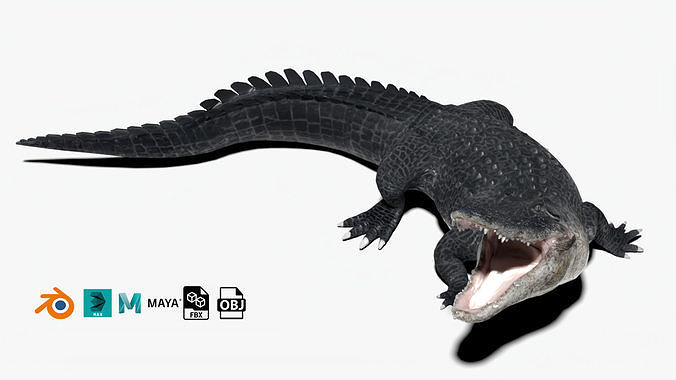 3D model rigged realistic alligator VR / AR / low-poly | CGTrader