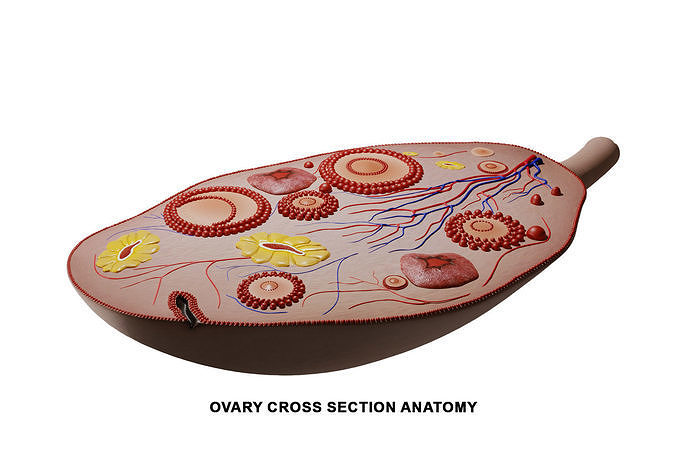 Ovary Model Anatomy