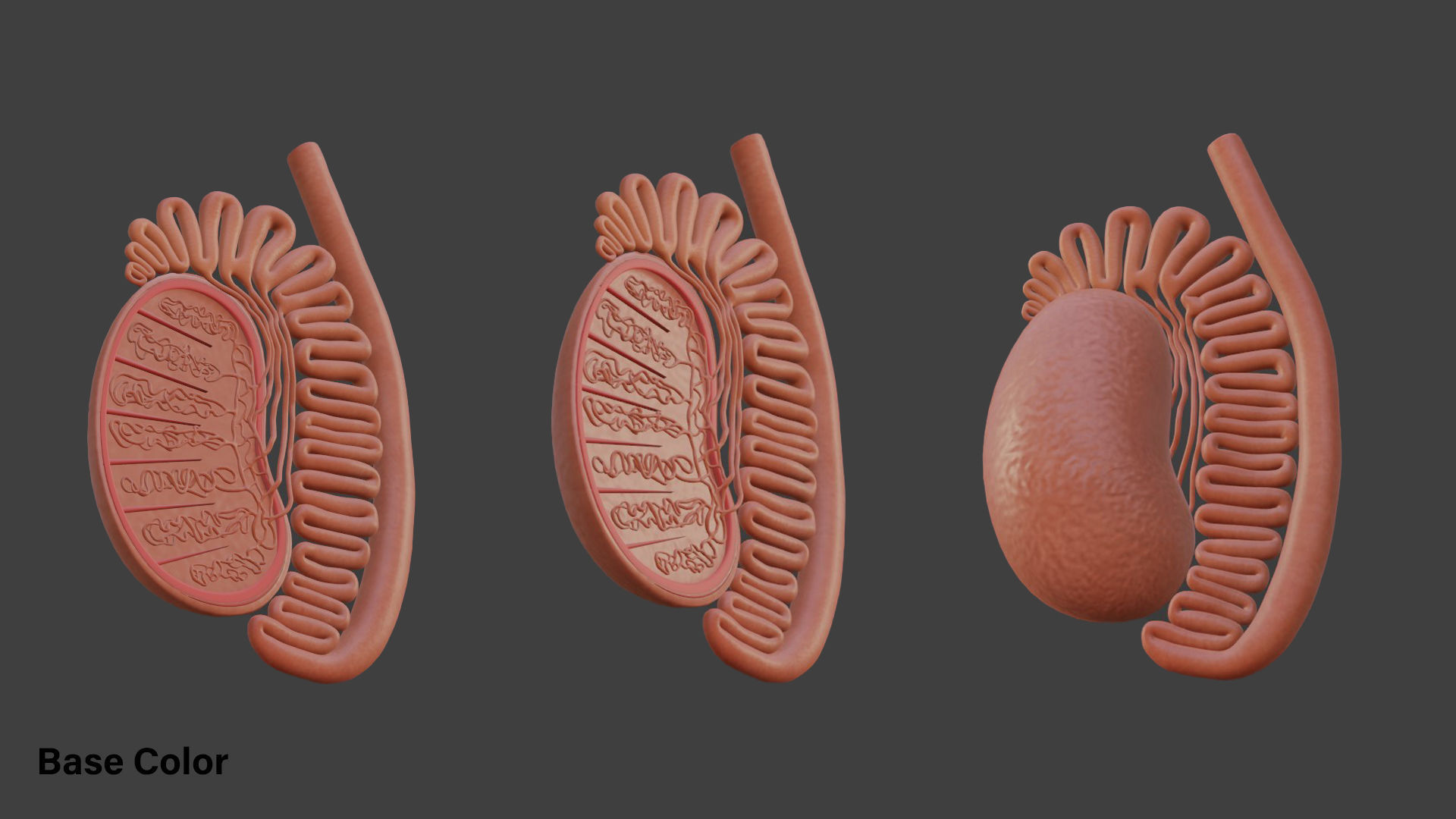 Male Testicles Anatomy 3D model | CGTrader