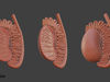 Male Testicles Anatomy 3D model | CGTrader