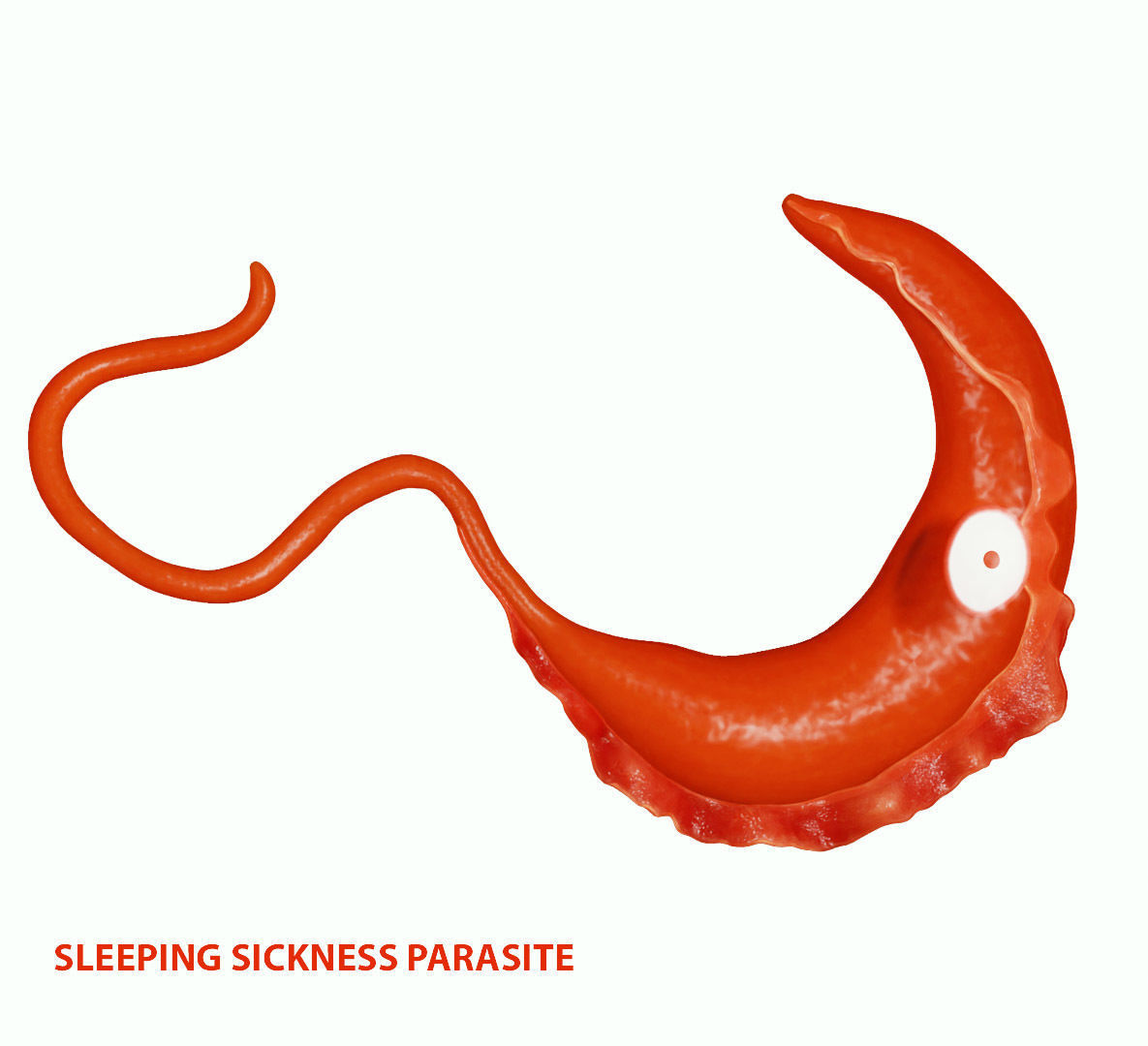 3D model African Trypanosomiasis Sleeping Sickness VR / AR / low-poly ...