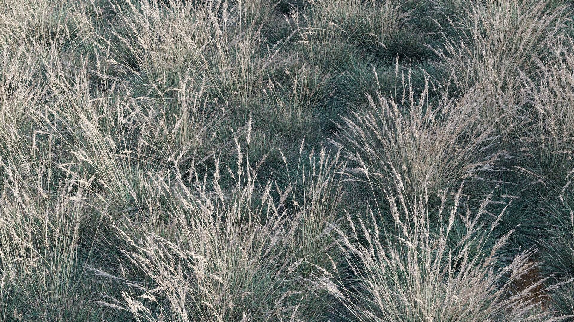 Helictotrichon Sempervirens Blue Oat Grass 03 3d Model Cgtrader