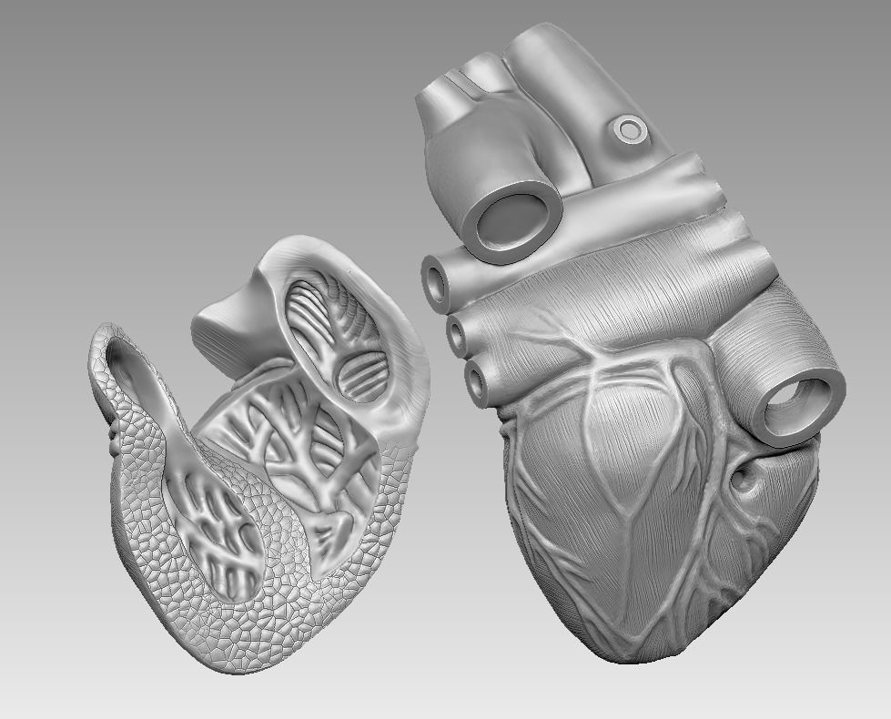 human heart 3D print model 3D model 3D printable | CGTrader